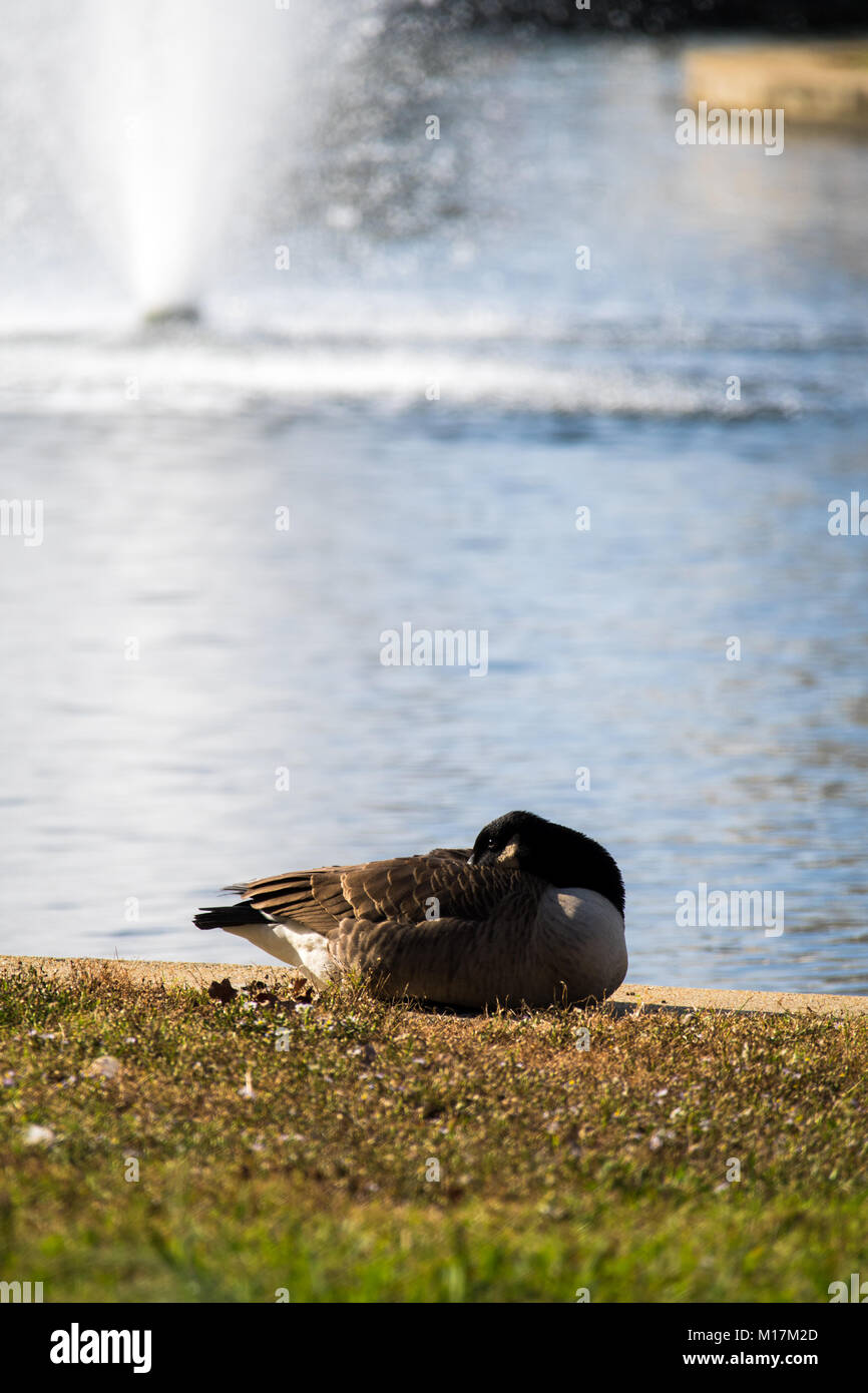 A goose rests by the water, fountain in the background Stock Photo - Alamy