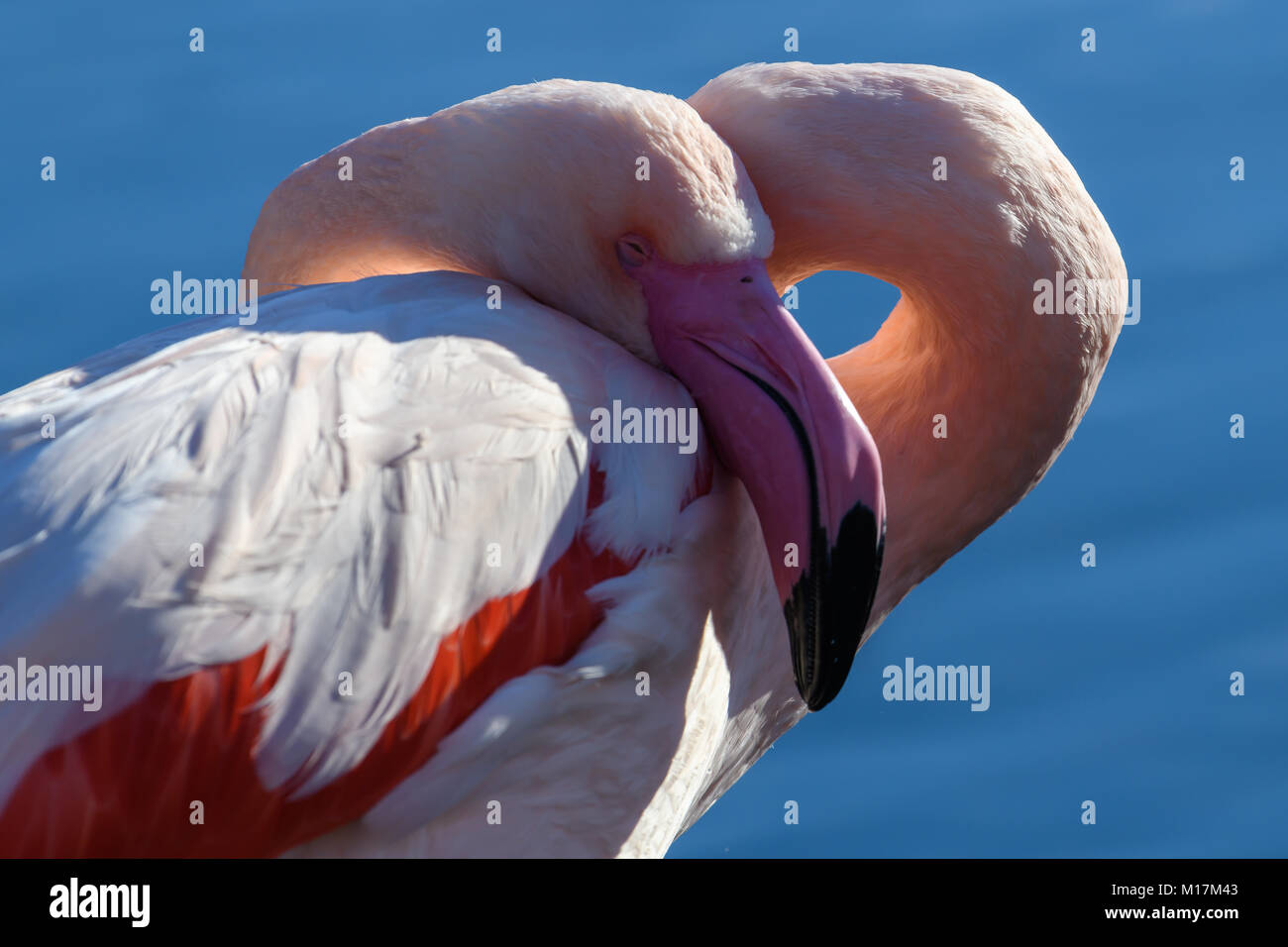 Pink Flamingo with neck bent Stock Photo - Alamy