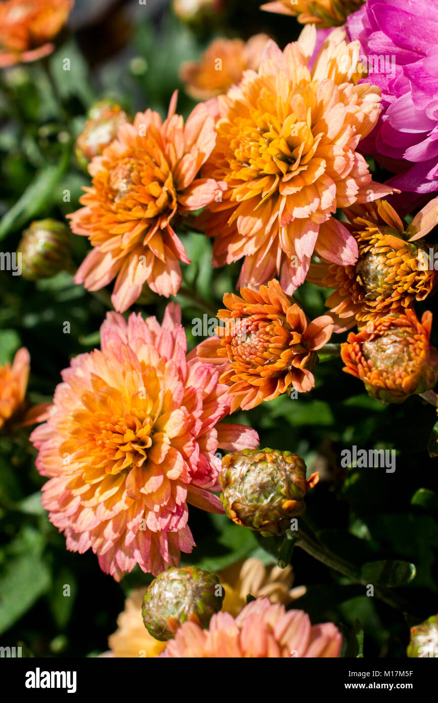 Beautiful fresh flowers as a nature background Stock Photo - Alamy
