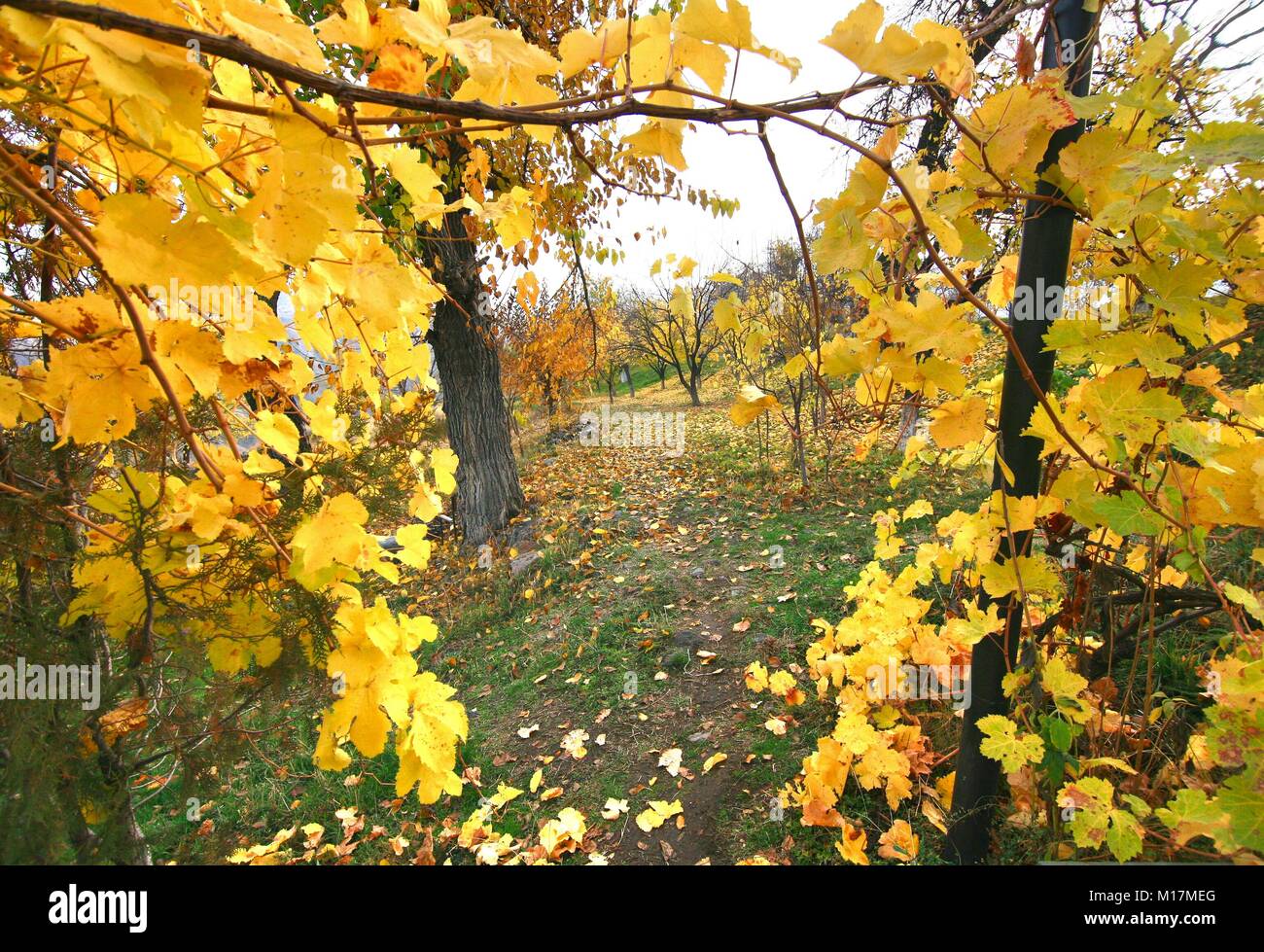 The autumn season in Yerevan city ,Armenia Stock Photo - Alamy