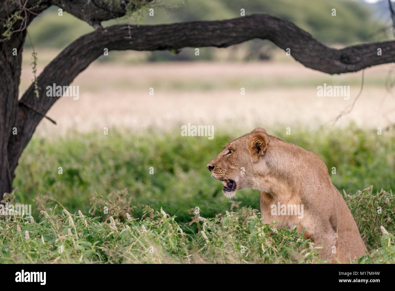 lioness hiding in long green grass while panting and staring in central ...