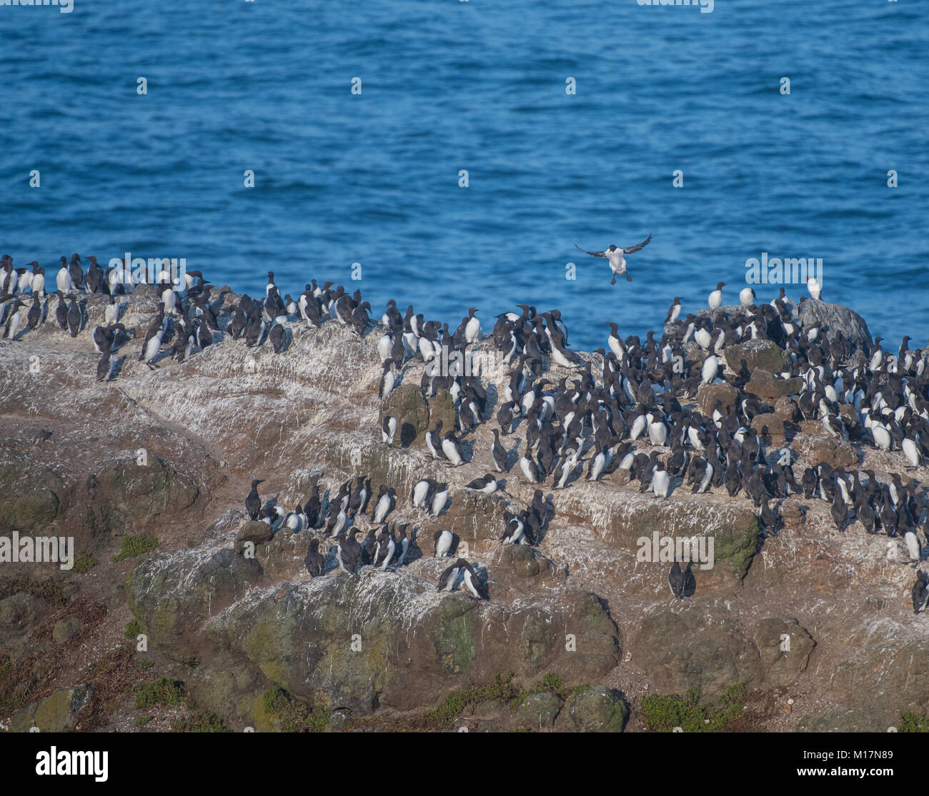 Common murre Nesting on Rock along Pacific coast Stock Photo - Alamy