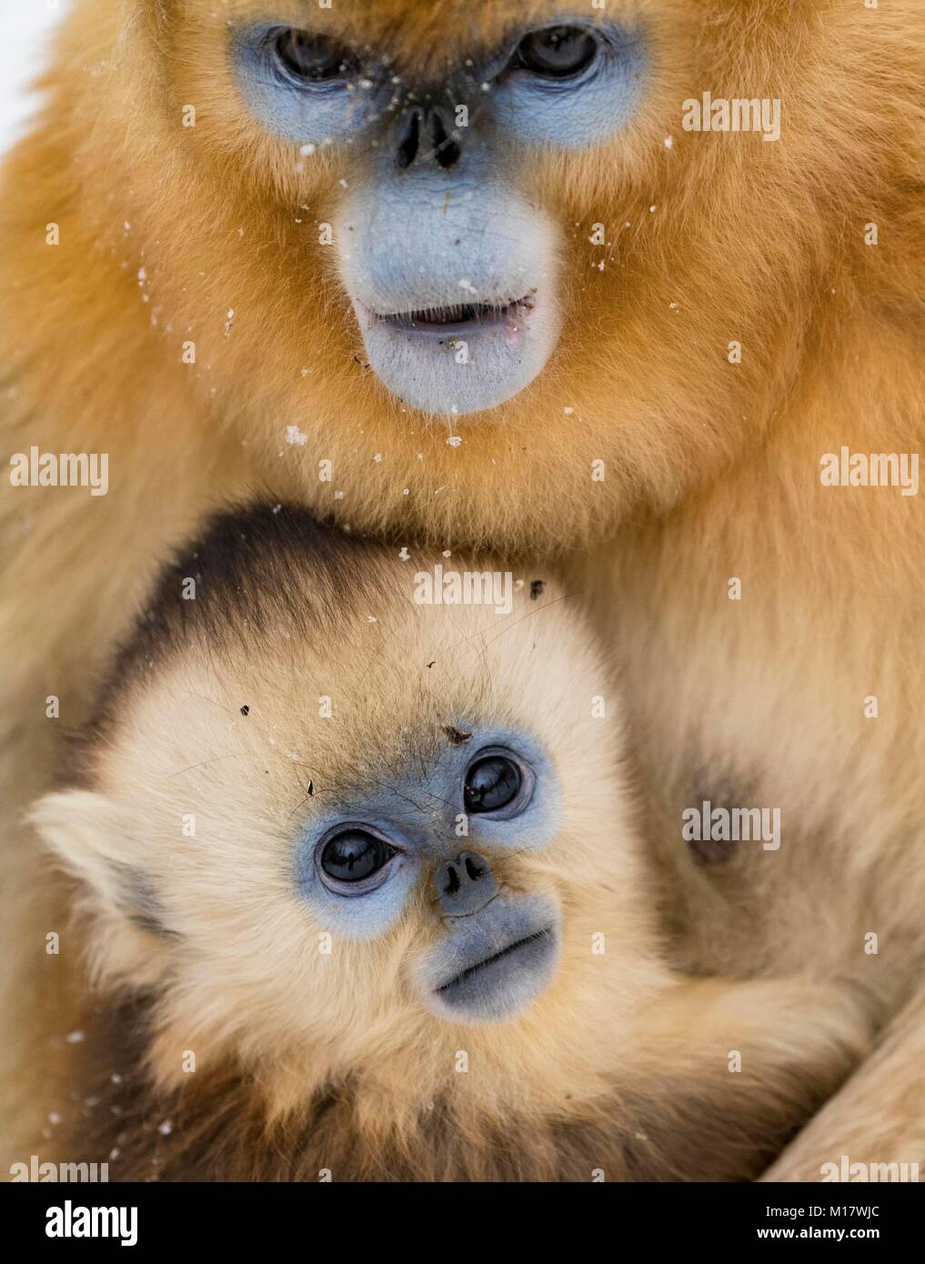 Beijing, China's Hubei Province. 26th Jan, 2018. Golden monkeys are ...