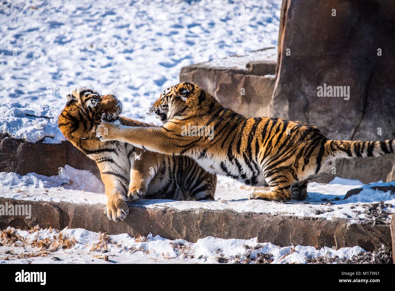 Save Tigers High Resolution Stock Photography and Images - Alamy