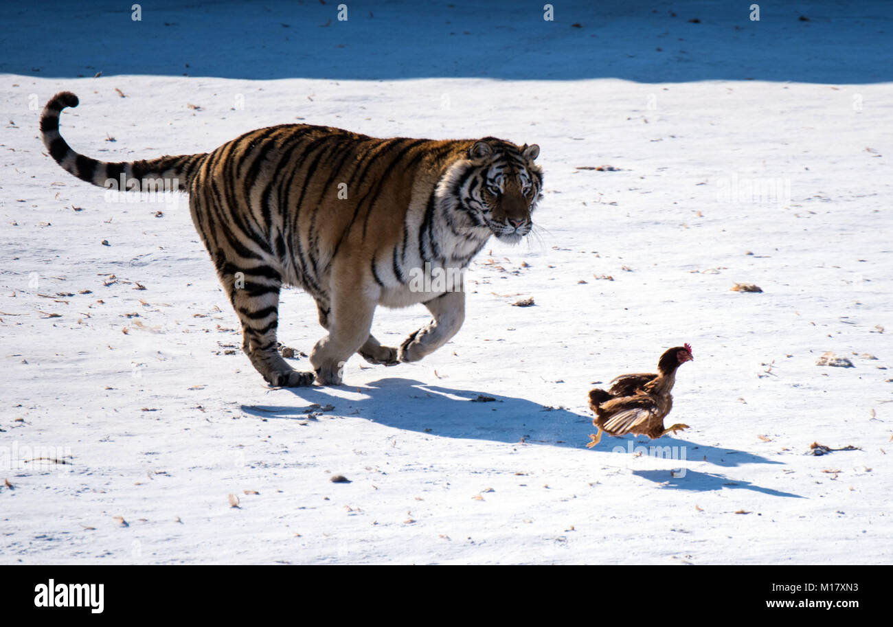 Harbin, China's Heilongjiang Province. 28th Jan, 2018. A Siberian tiger ...