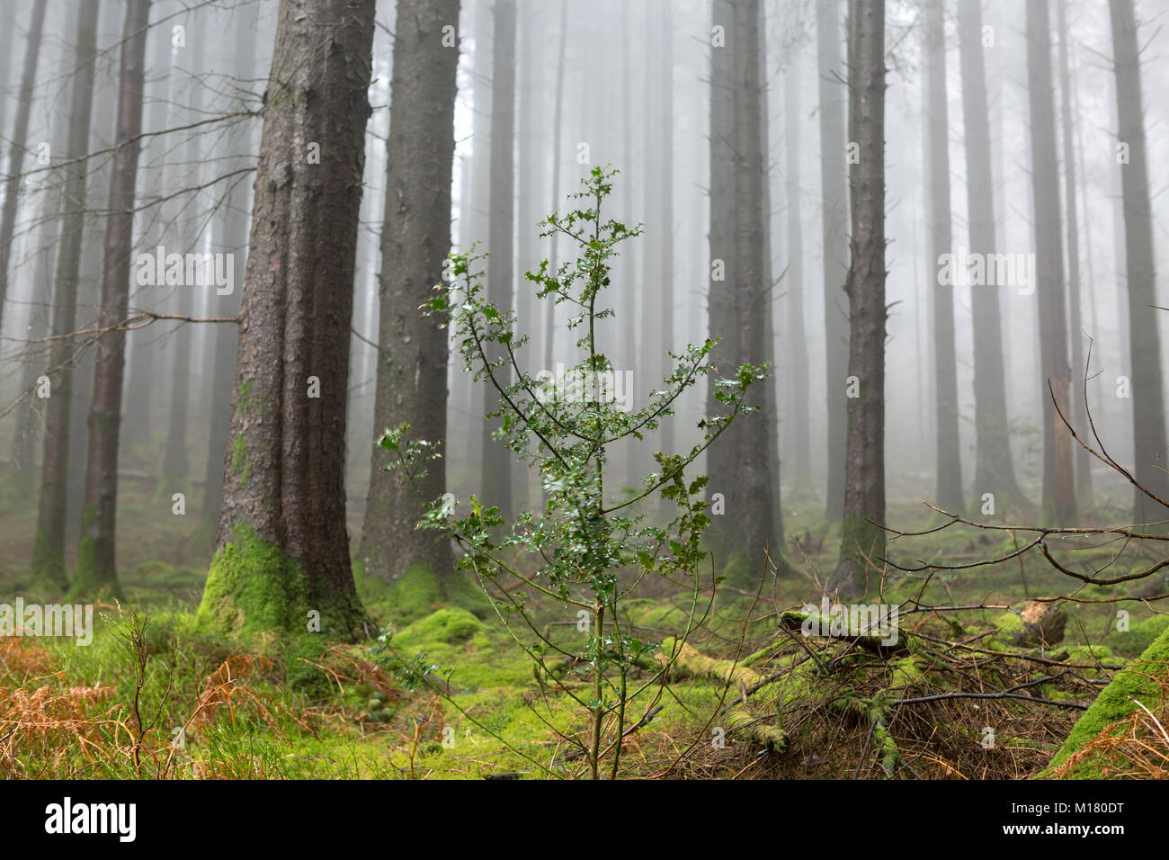 Old Goginan, Ceredigion, Wales, UK 28th January 2018 UK Weather ...