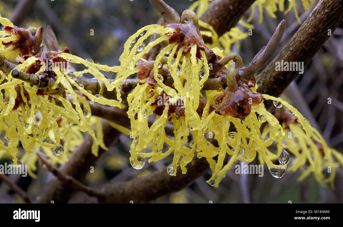 Dew drops hanging from Chinese witch hazel blossom (Hamamelis mollis ...