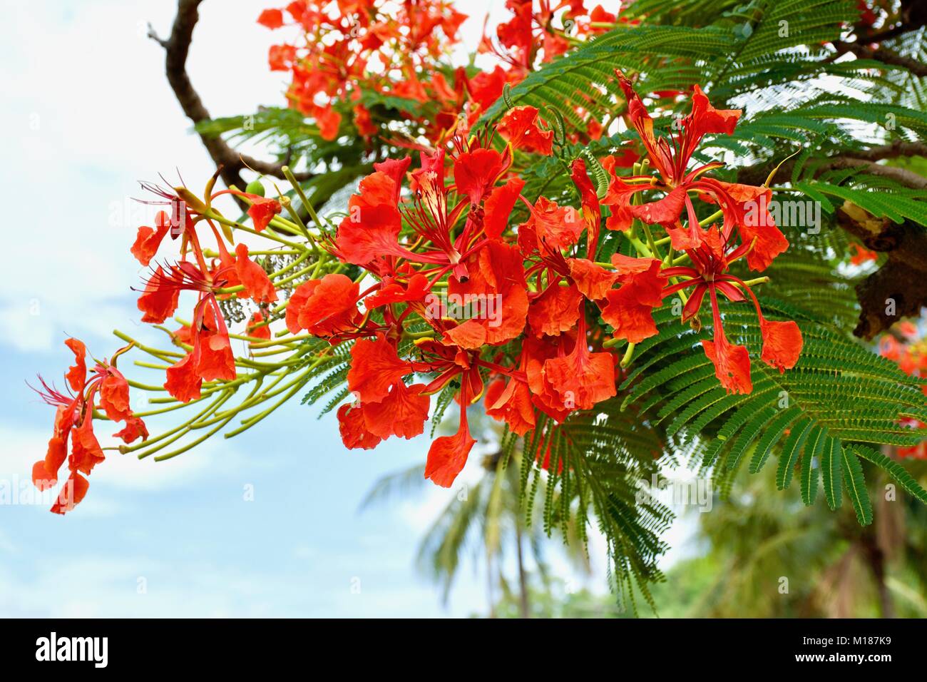 Delonix regia is a species of flowering tropical tree. Also called the ...
