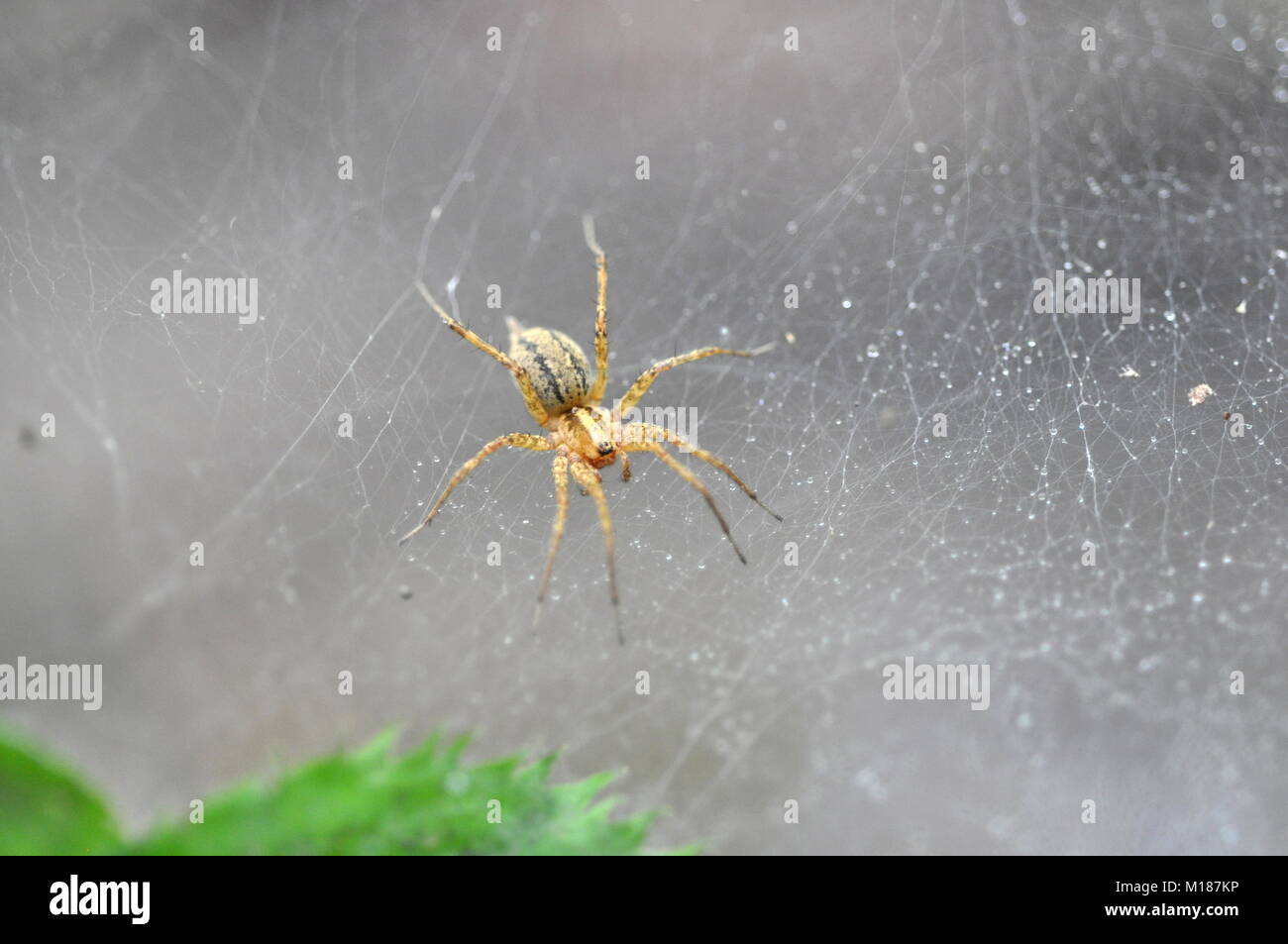 American grass spider hi-res stock photography and images - Alamy