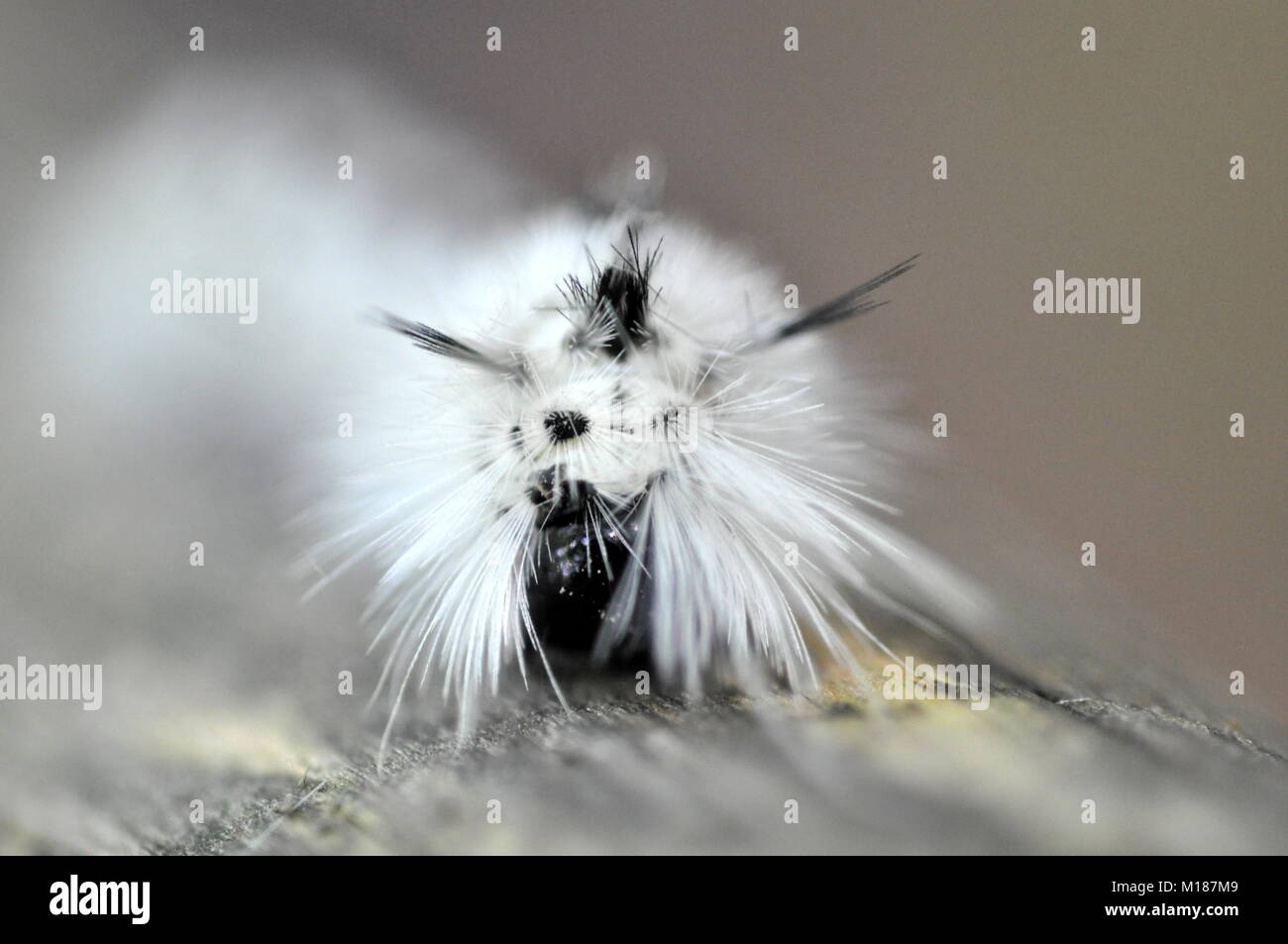 Detail of a Lophocampa caryae white black hairy caterpillar crawling on ...