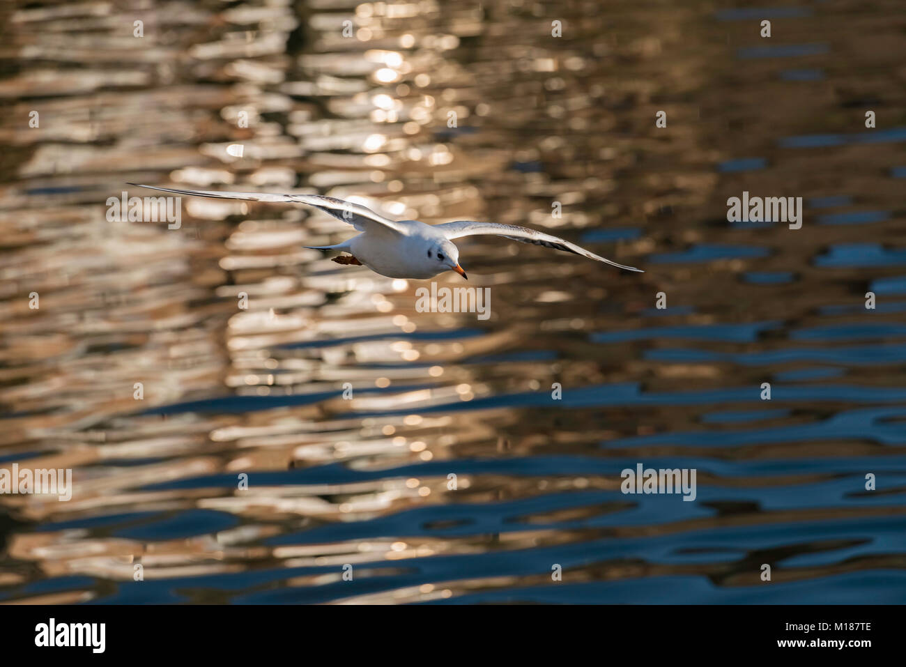 Seagull in flight Stock Photo - Alamy