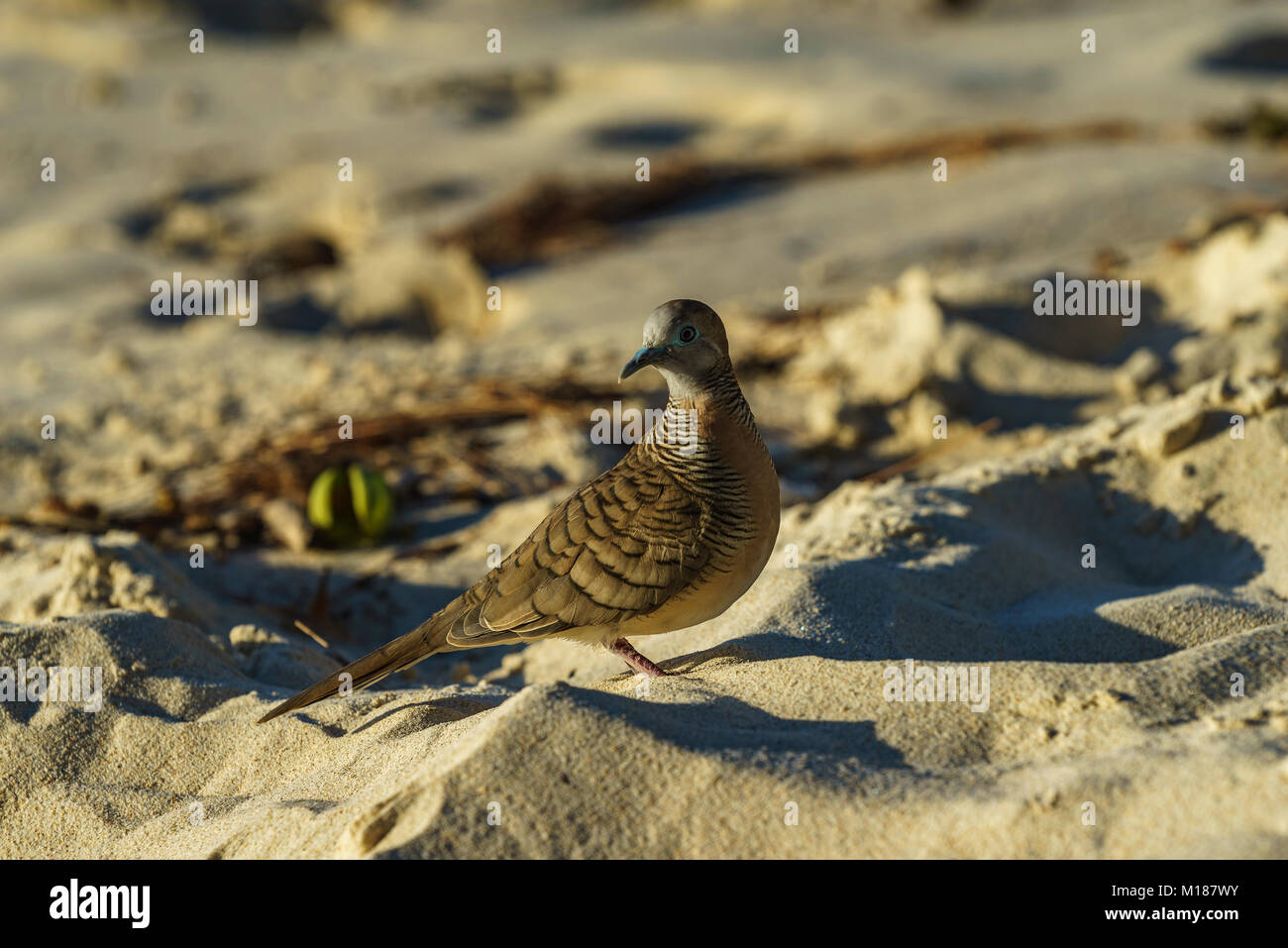 close-up of zebra dove bird on seychelles beach, anse soleil, mahé ...