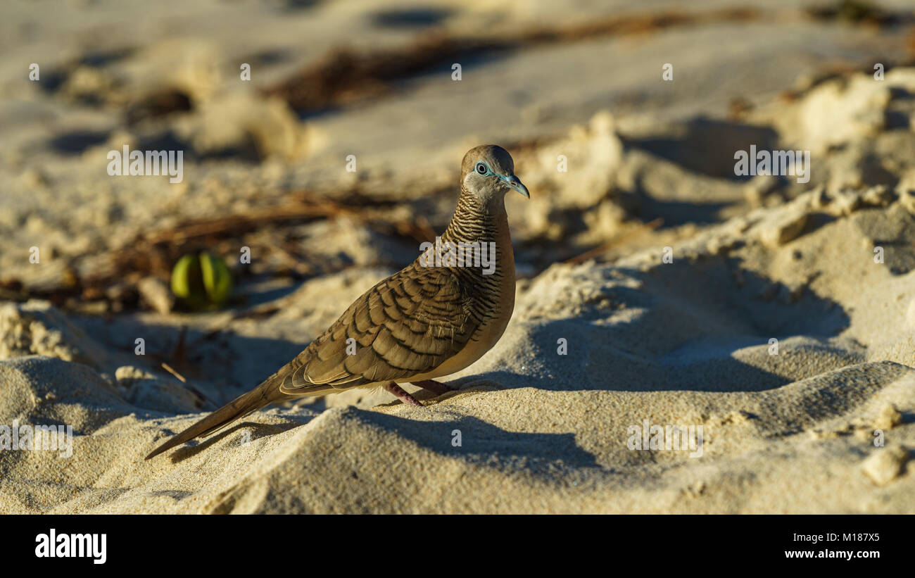close-up of zebra dove bird on seychelles beach, anse soleil, mahé ...