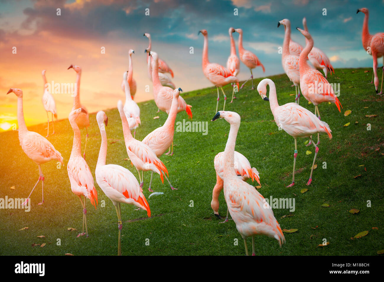 pink flamingos walk on the ground at sunset Stock Photo - Alamy