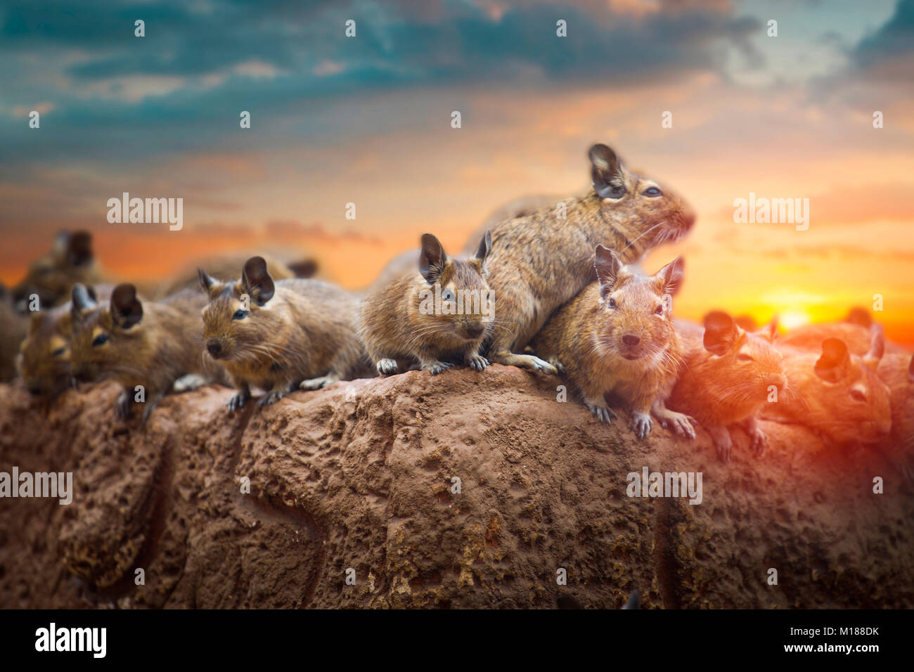degus is a South American rodent. creep on the rocks Stock Photo - Alamy