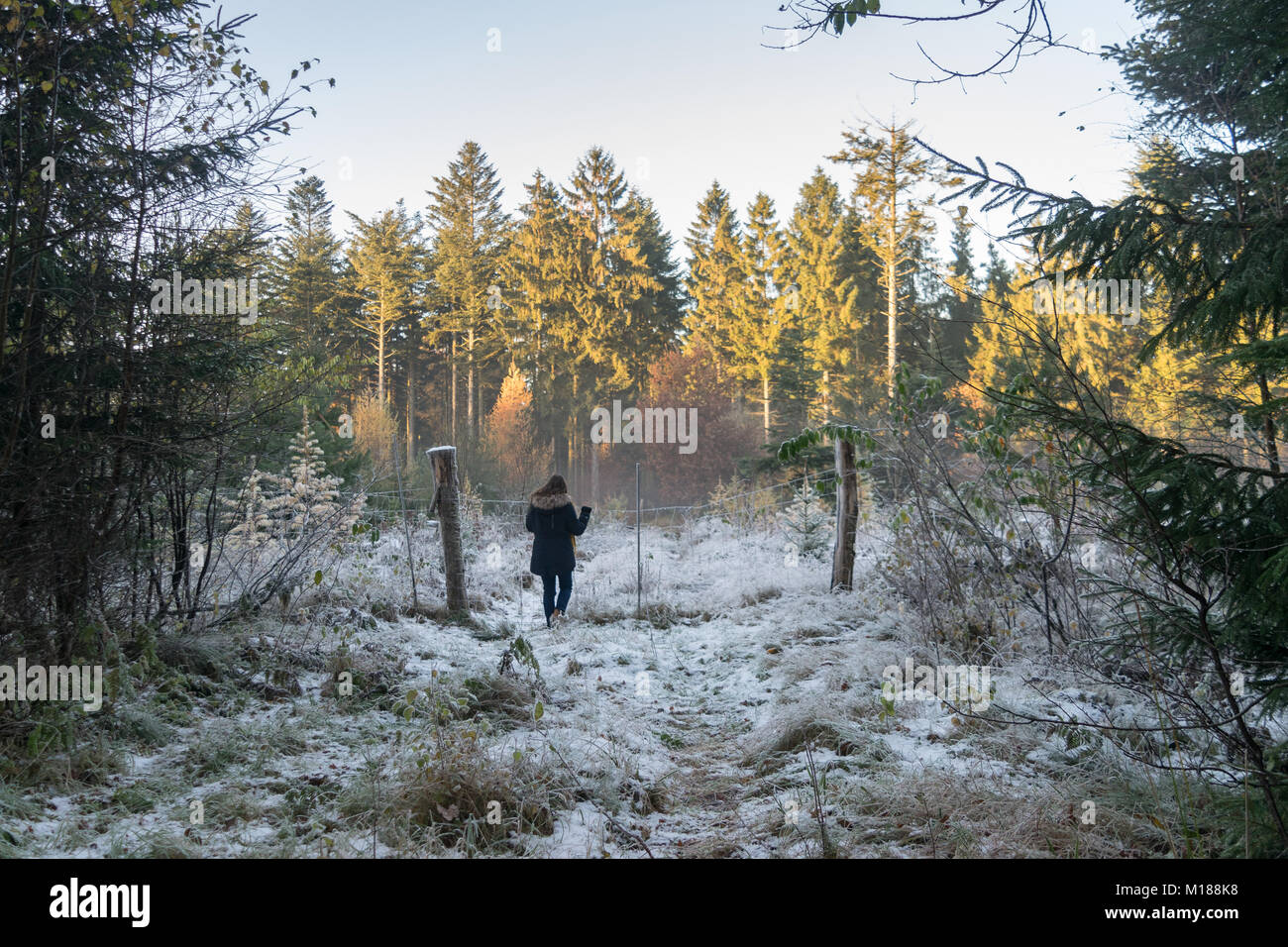 Danish winter forest Stock Photo - Alamy