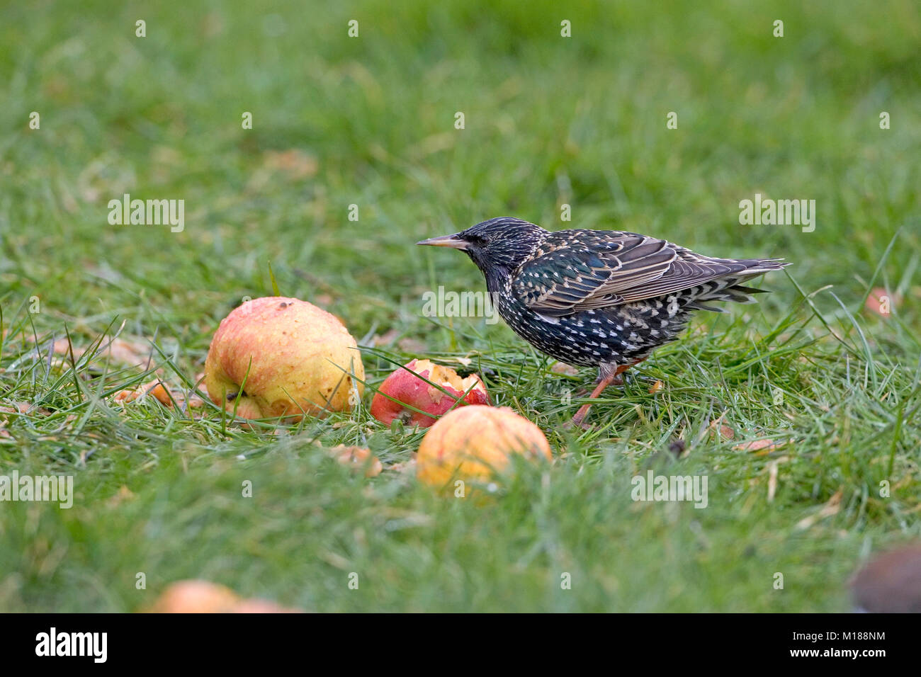 Haddenham, cambridgeshire hi-res stock photography and images - Alamy