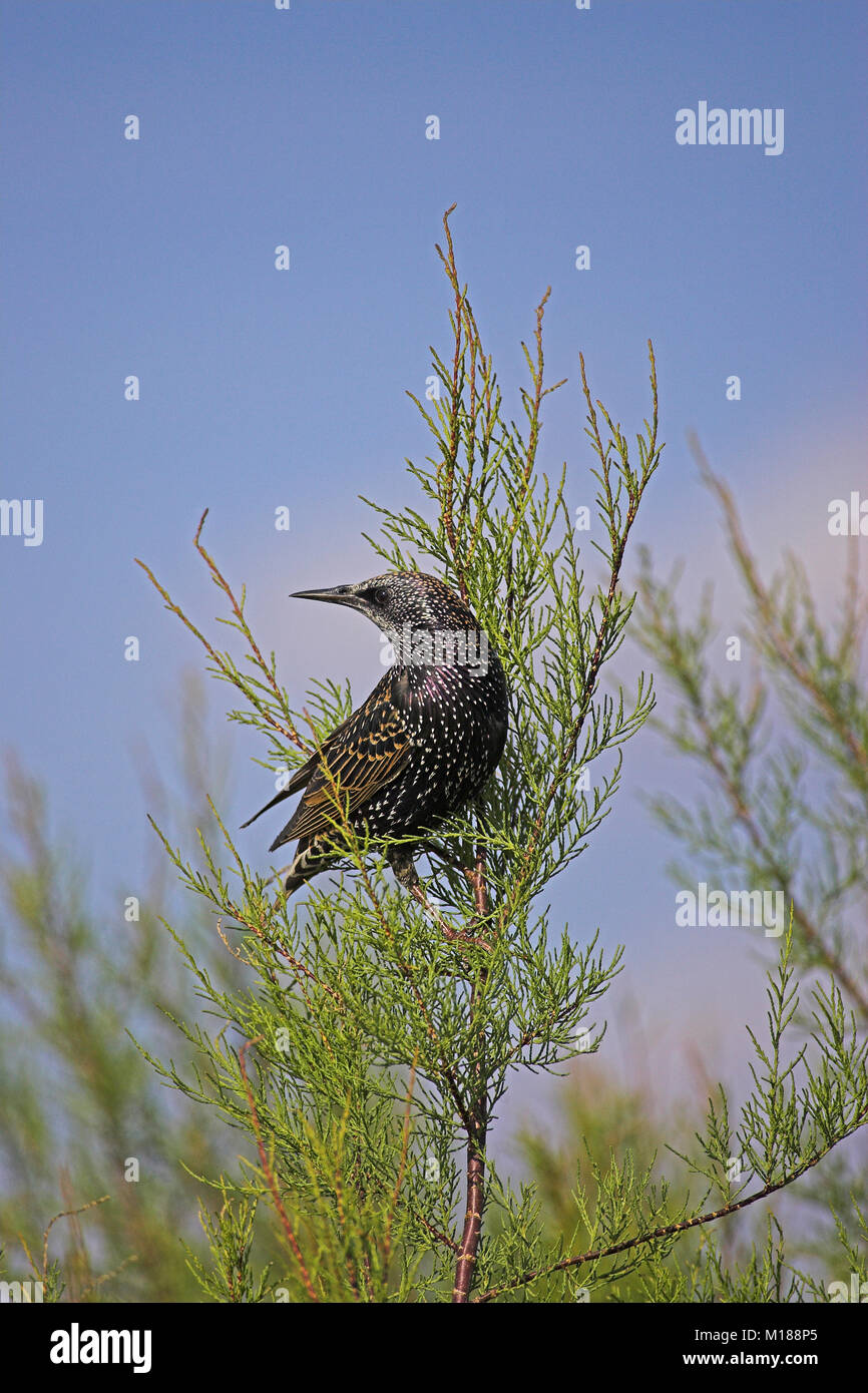Common starling Sturnus vulgaris in tamarisk bush Portland Weymouth ...