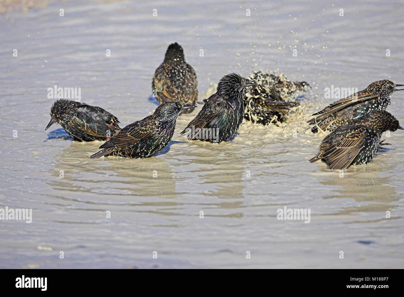 Common starlings Sturnus vulgaris bathing in car park puddle Portland ...