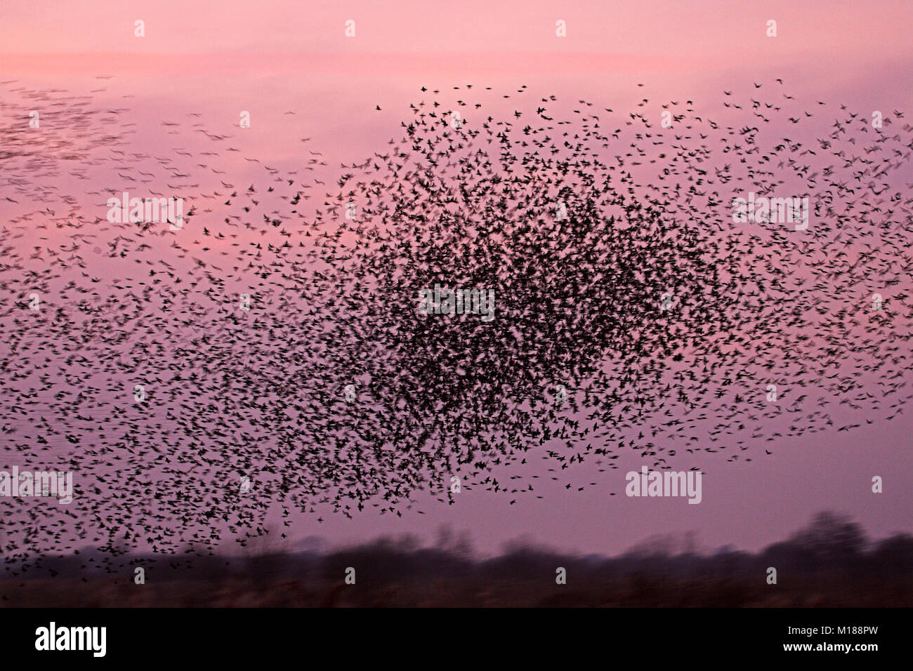Common starlings Sturnus vulgaris flighting to reed bed roost, Westhay ...