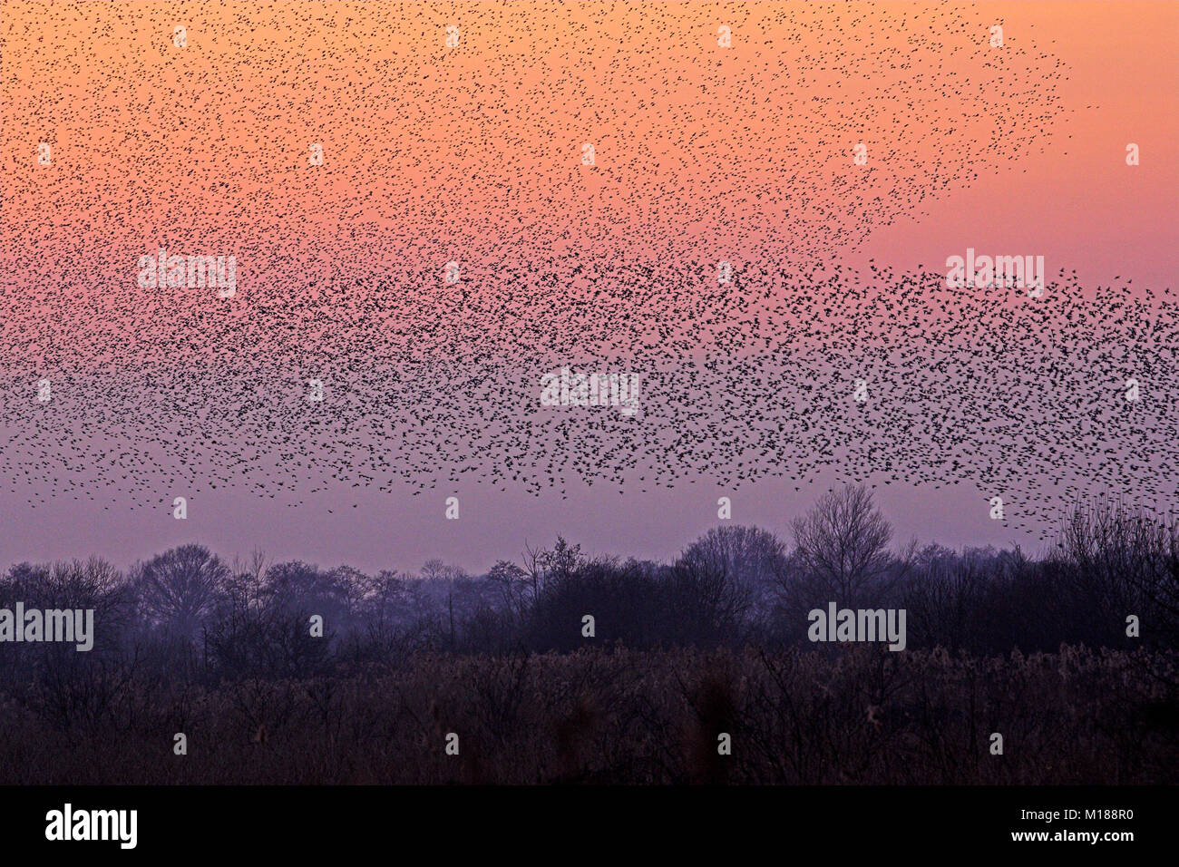 Common starlings Sturnus vulgaris flighting to reed bed roost, Westhay ...