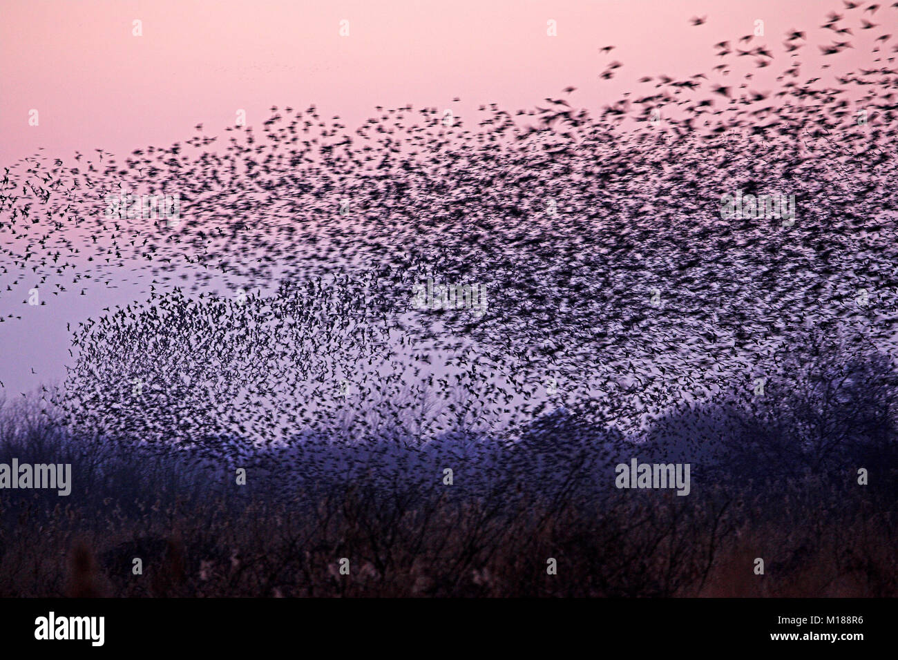 Common starlings Sturnus vulgaris flighting to reed bed roost, Westhay ...