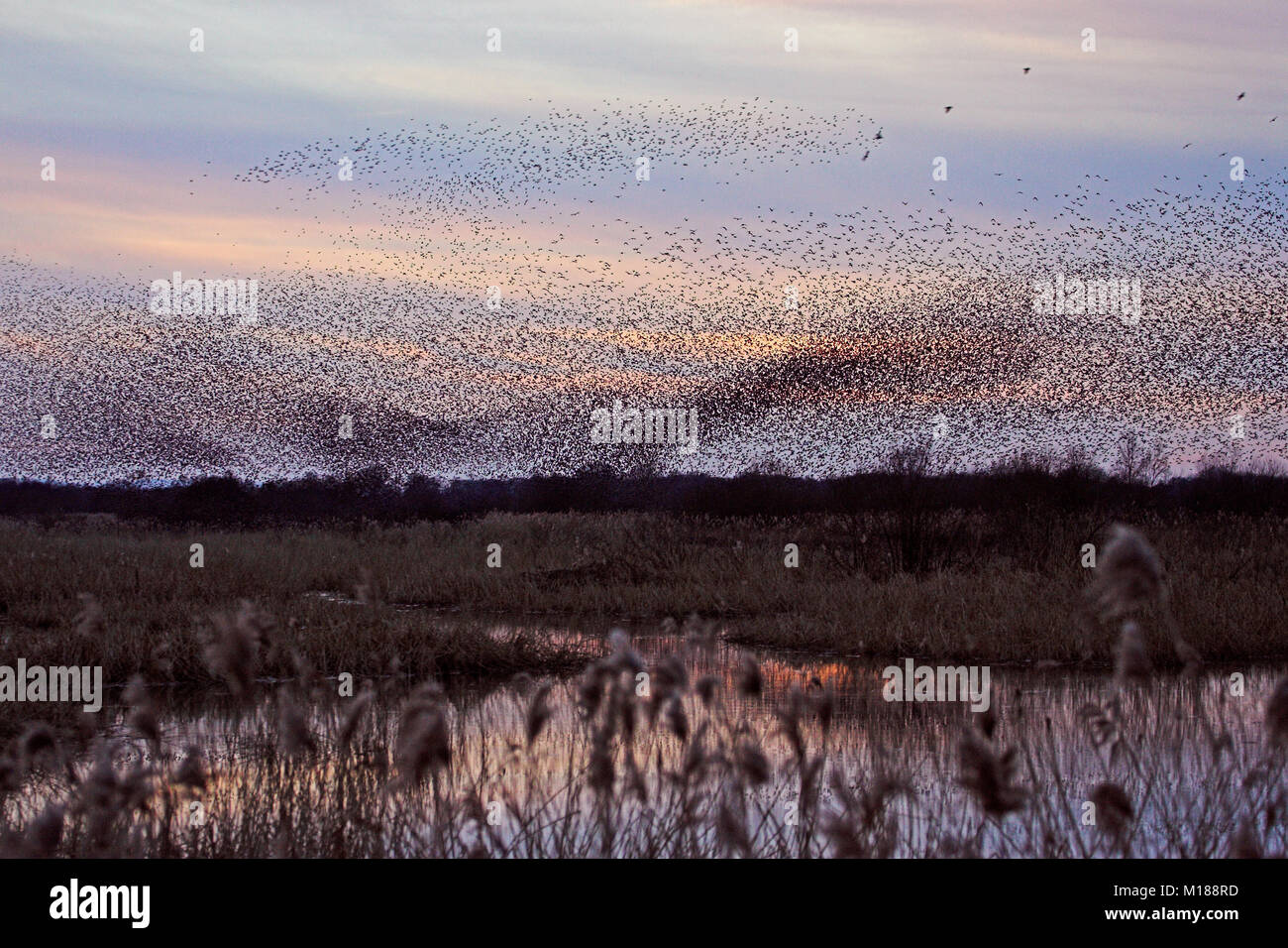 Common starlings Sturnus vulgaris flighting to reed bed roost, Westhay ...