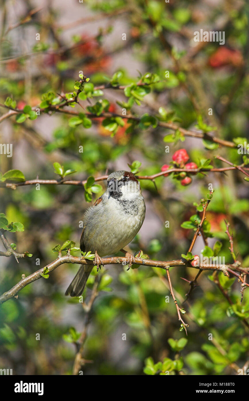 House sparrow asser domesticus in Quince bush Hampshire England Stock ...