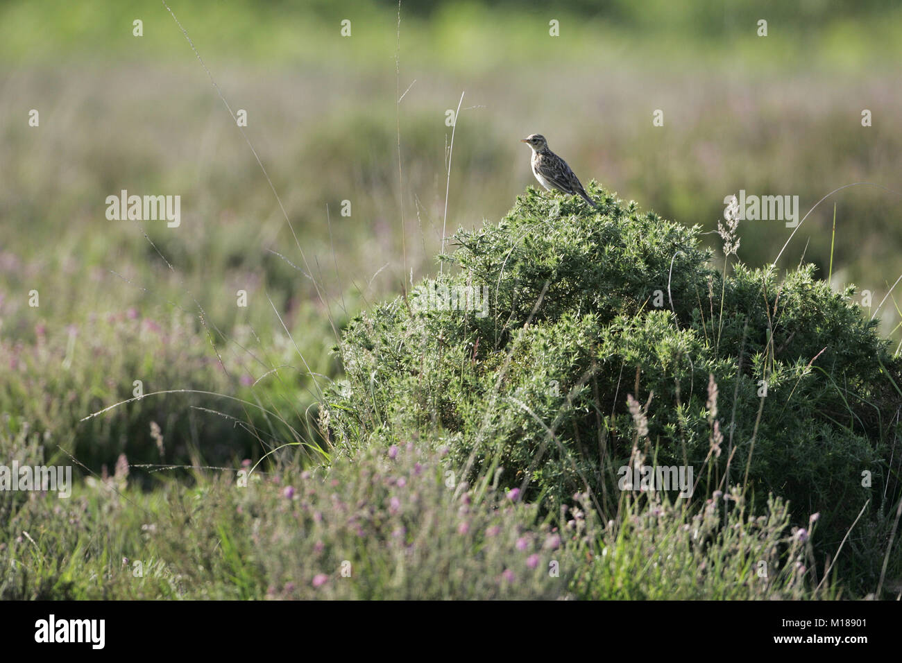 Common skylark Alauda arvensis on small gorse bush in heathland New ...