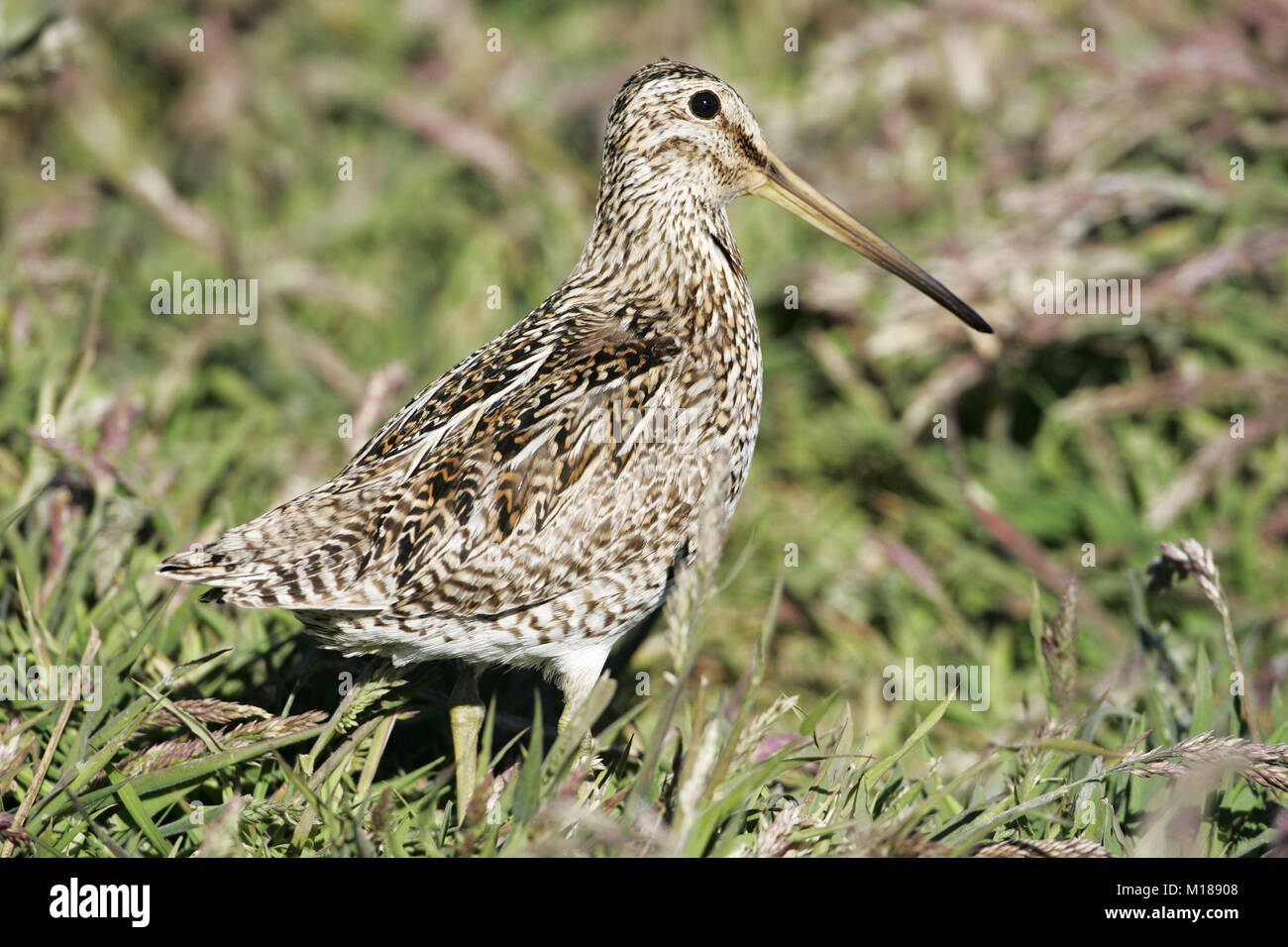 Gallinago paraguaiae wildlife hi-res stock photography and images - Alamy