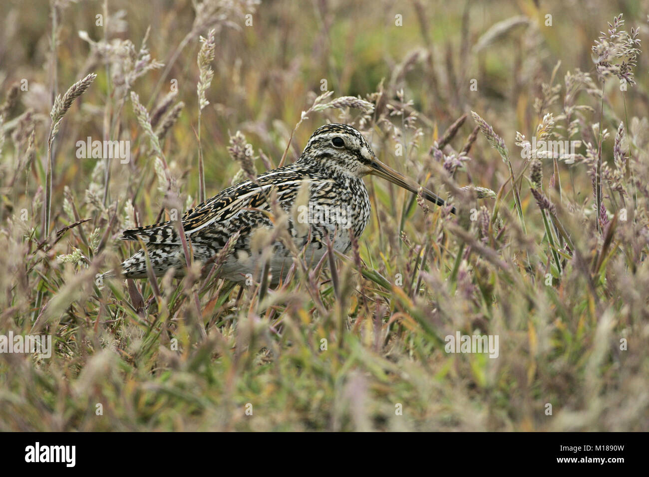 Magellanic south american snipe hi-res stock photography and images - Alamy