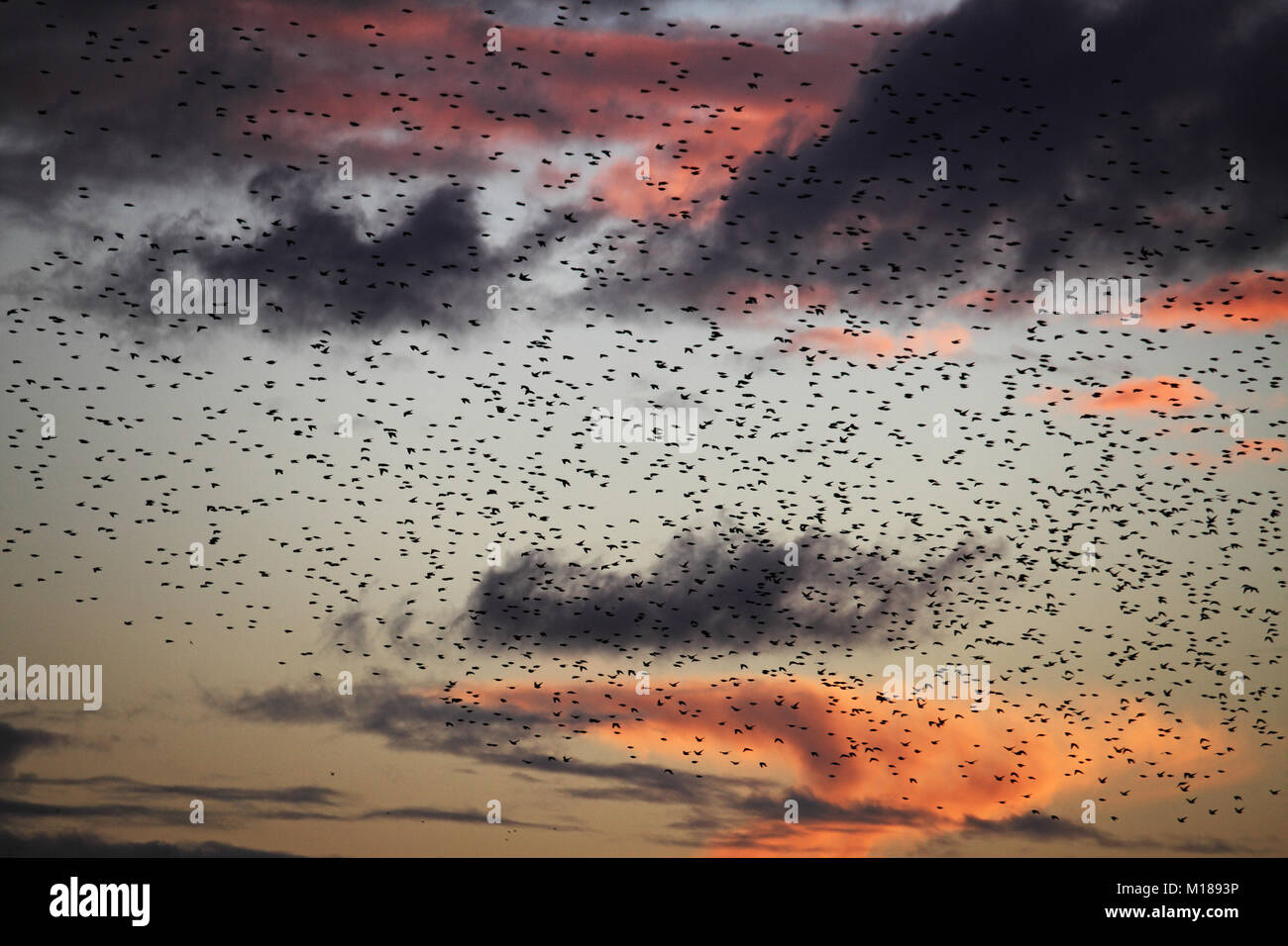 Common starling Sturnus vulgaris flock in flight at sunset Lodmoor RSPB ...
