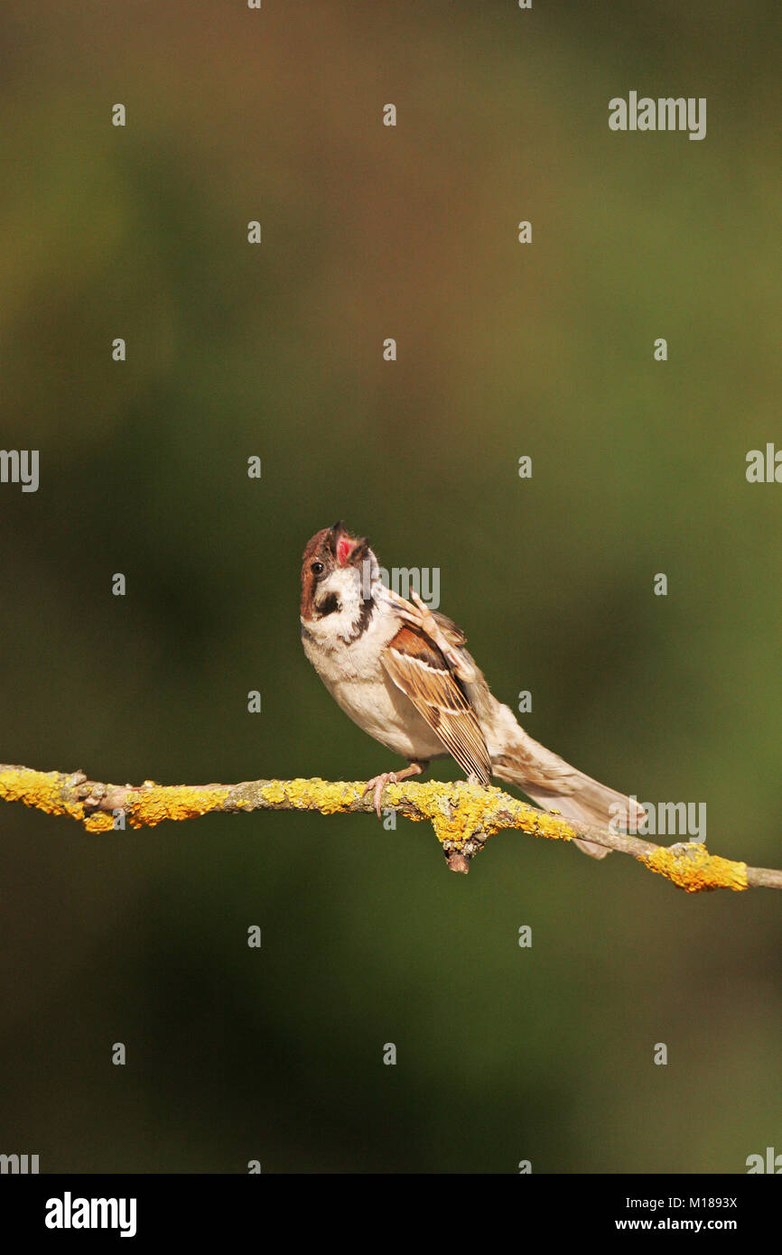 Eurasian tree sparrow preen hi-res stock photography and images - Alamy
