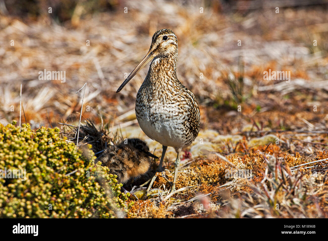 Magellenic snipe Gallinago paraguaiae magellanica with chick Sea Lion ...