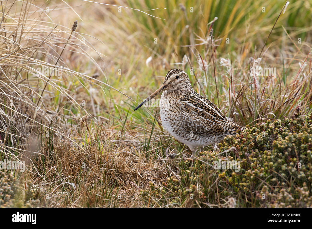 Magellanic snipe Gallinago paraguaiae magellanica amongst grasses ...