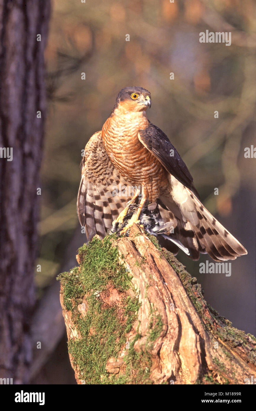 Sparrowhawk Feather Stock Photos & Sparrowhawk Feather Stock Images - Alamy