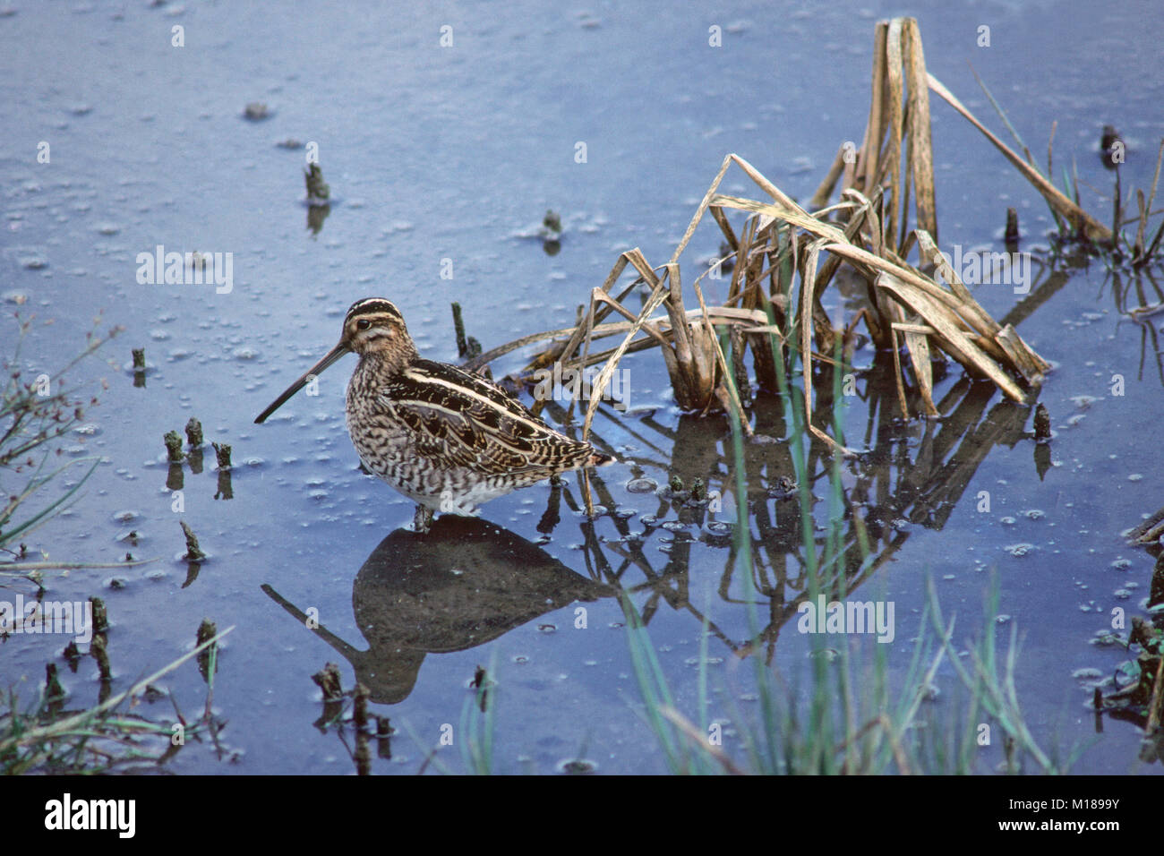 Common snipe Gallinago gallinago Stock Photo - Alamy