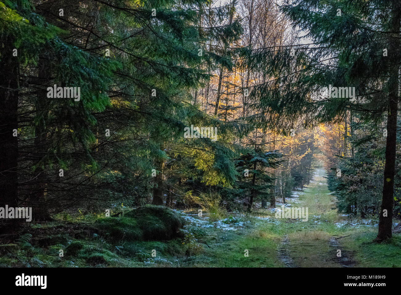 Autumn Danish Forest Stock Photo - Alamy