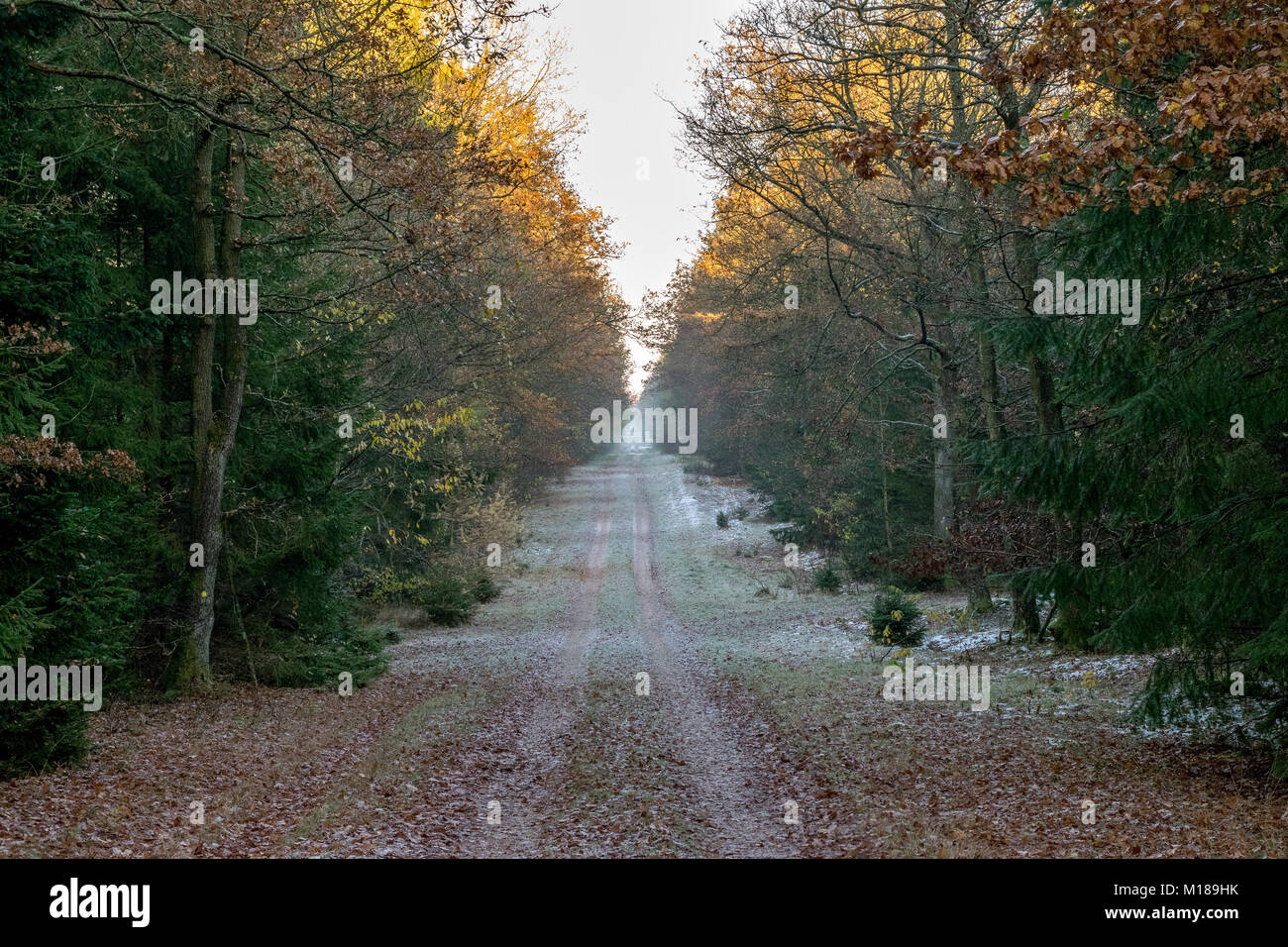 Denmark forest spring hi-res stock photography and images - Alamy