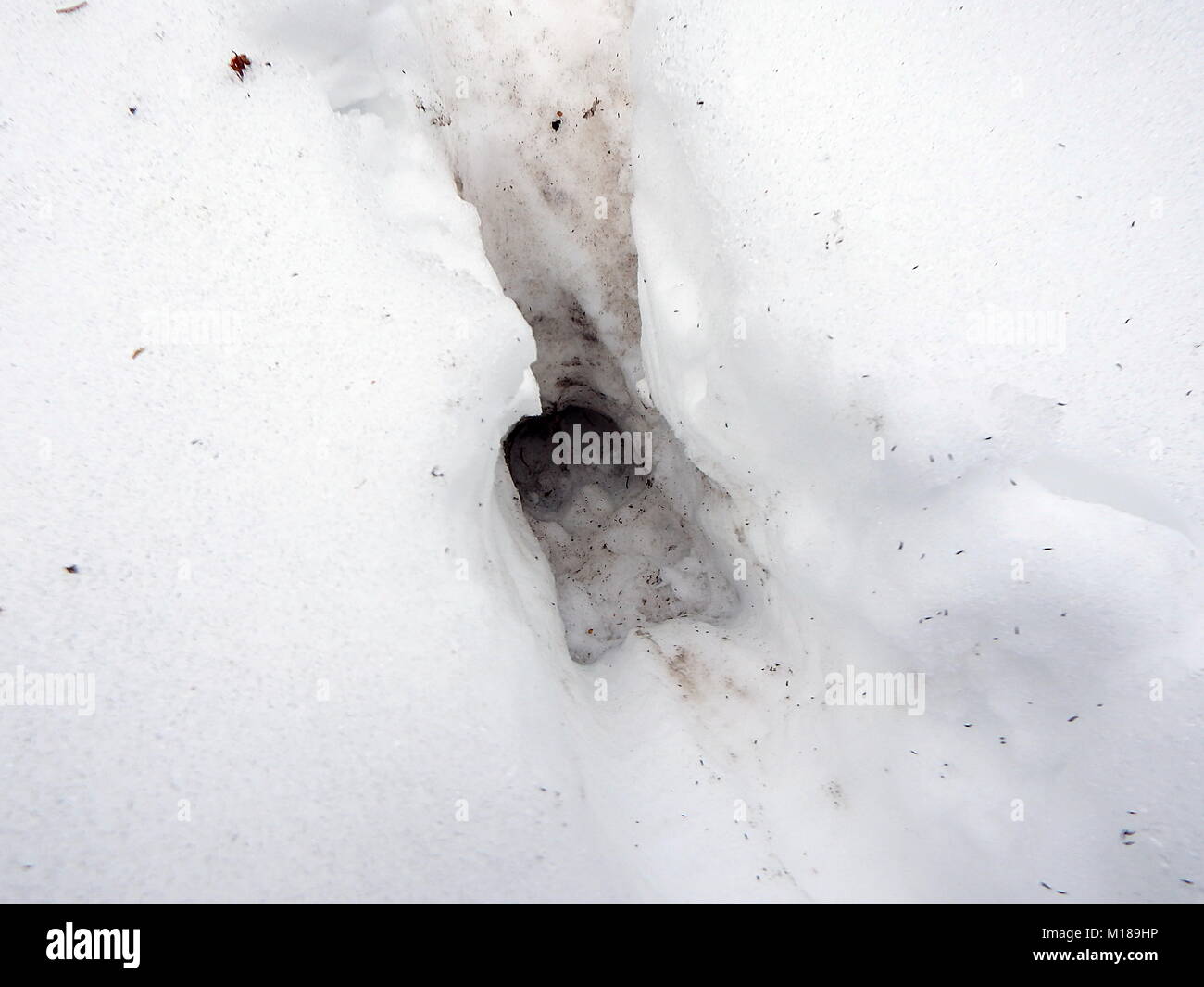 Deer track in the snow, (Cervus elaphus Stock Photo - Alamy