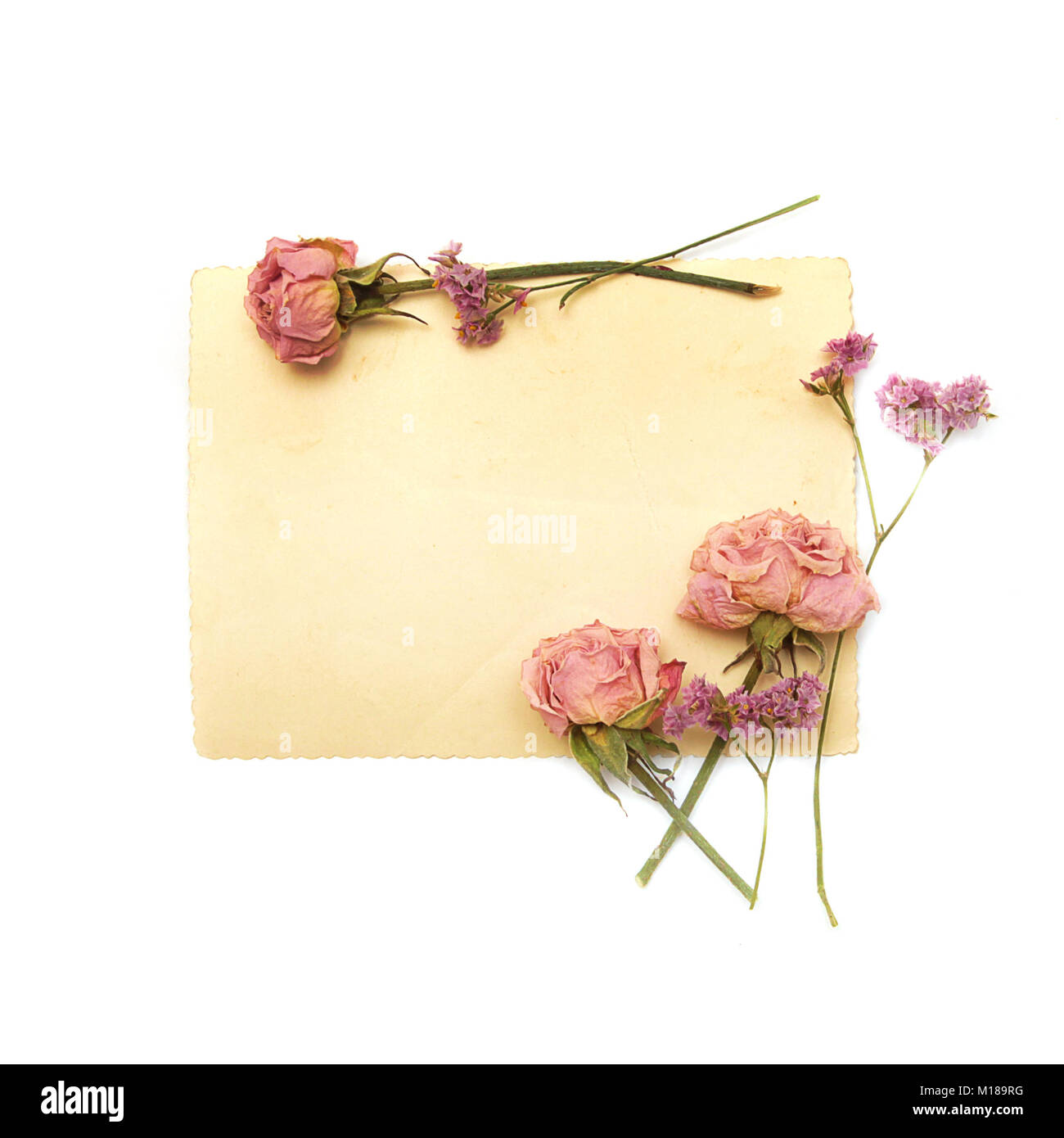 vintage paper, soft pink roses and pastel violet flowers on white ...