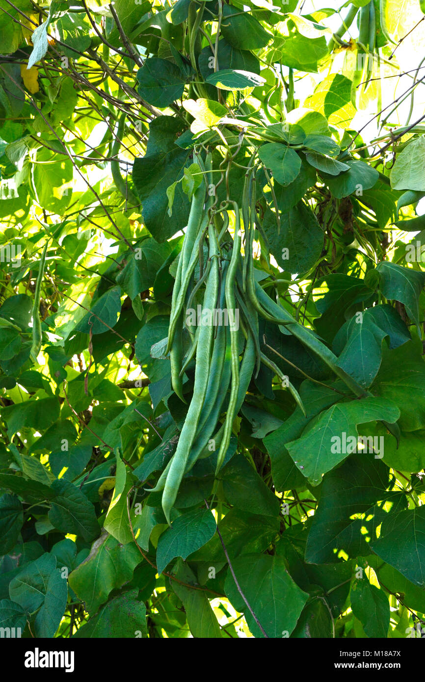 RUNNER BEAN BENCHMASTER. PHASEOLUS COCCINEUS Stock Photo - Alamy