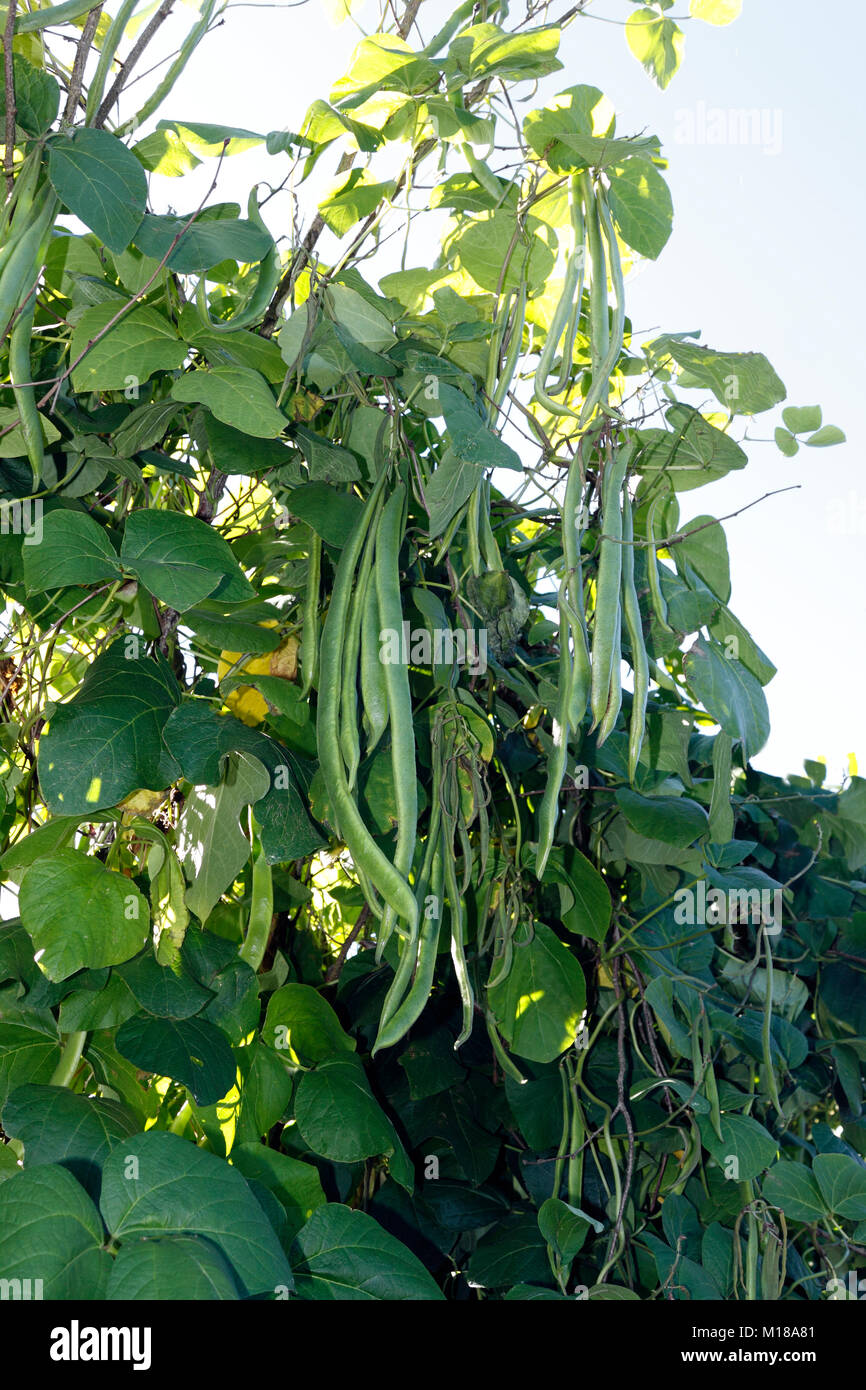 RUNNER BEAN BENCHMASTER. PHASEOLUS COCCINEUS Stock Photo - Alamy