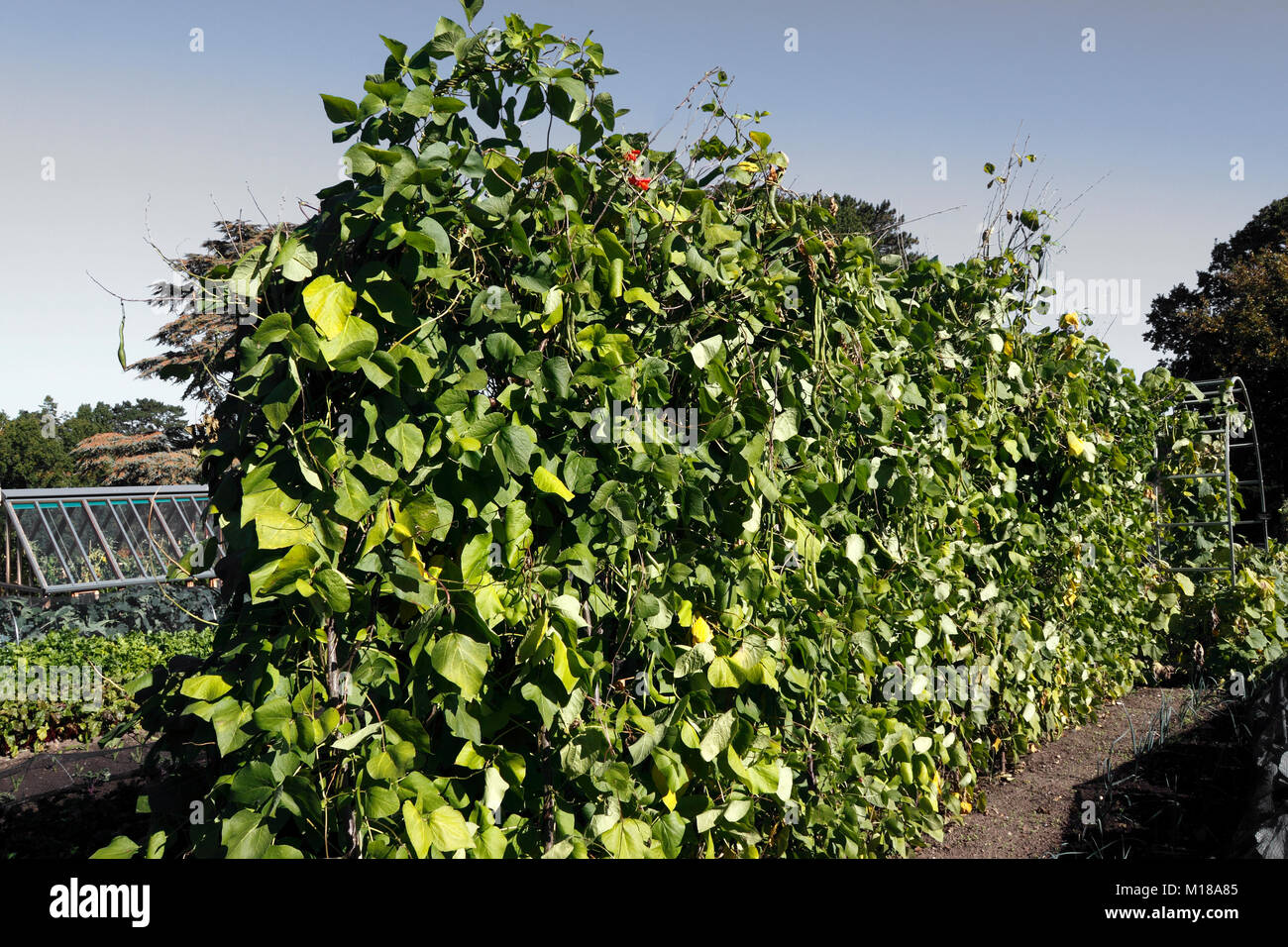 RUNNER BEAN BENCHMASTER. PHASEOLUS COCCINEUS Stock Photo - Alamy