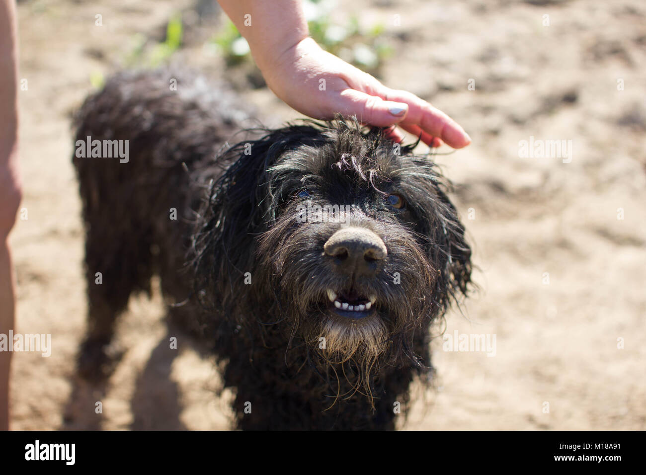 Male hand patting smiling black dog head Stock Photo - Alamy
