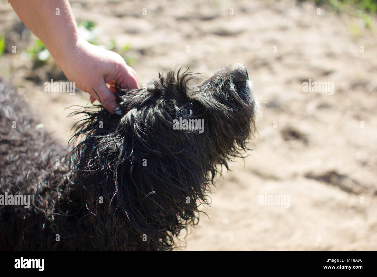 Patting dog studio hi-res stock photography and images - Alamy