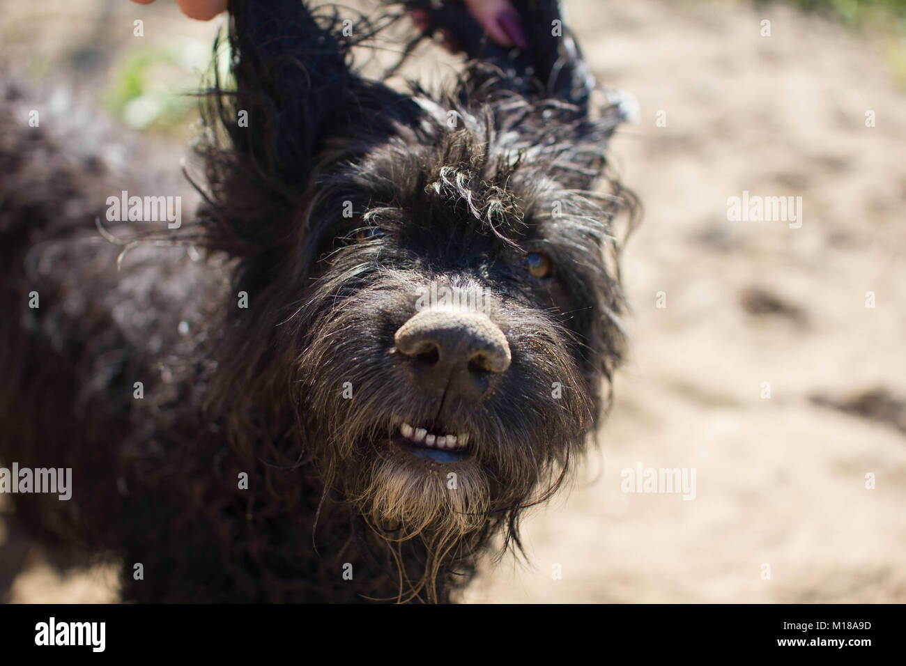 Male hand patting smiling black dog head Stock Photo - Alamy