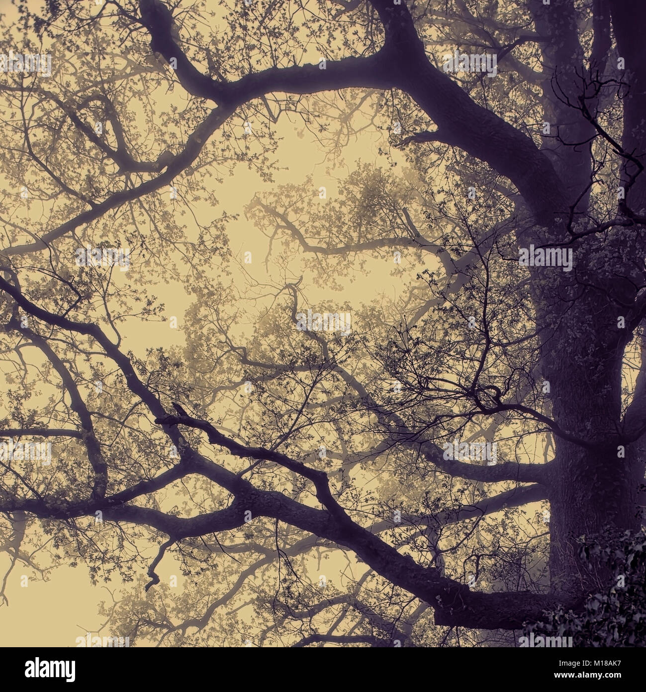 Oak tree branch isolated hi-res stock photography and images - Alamy