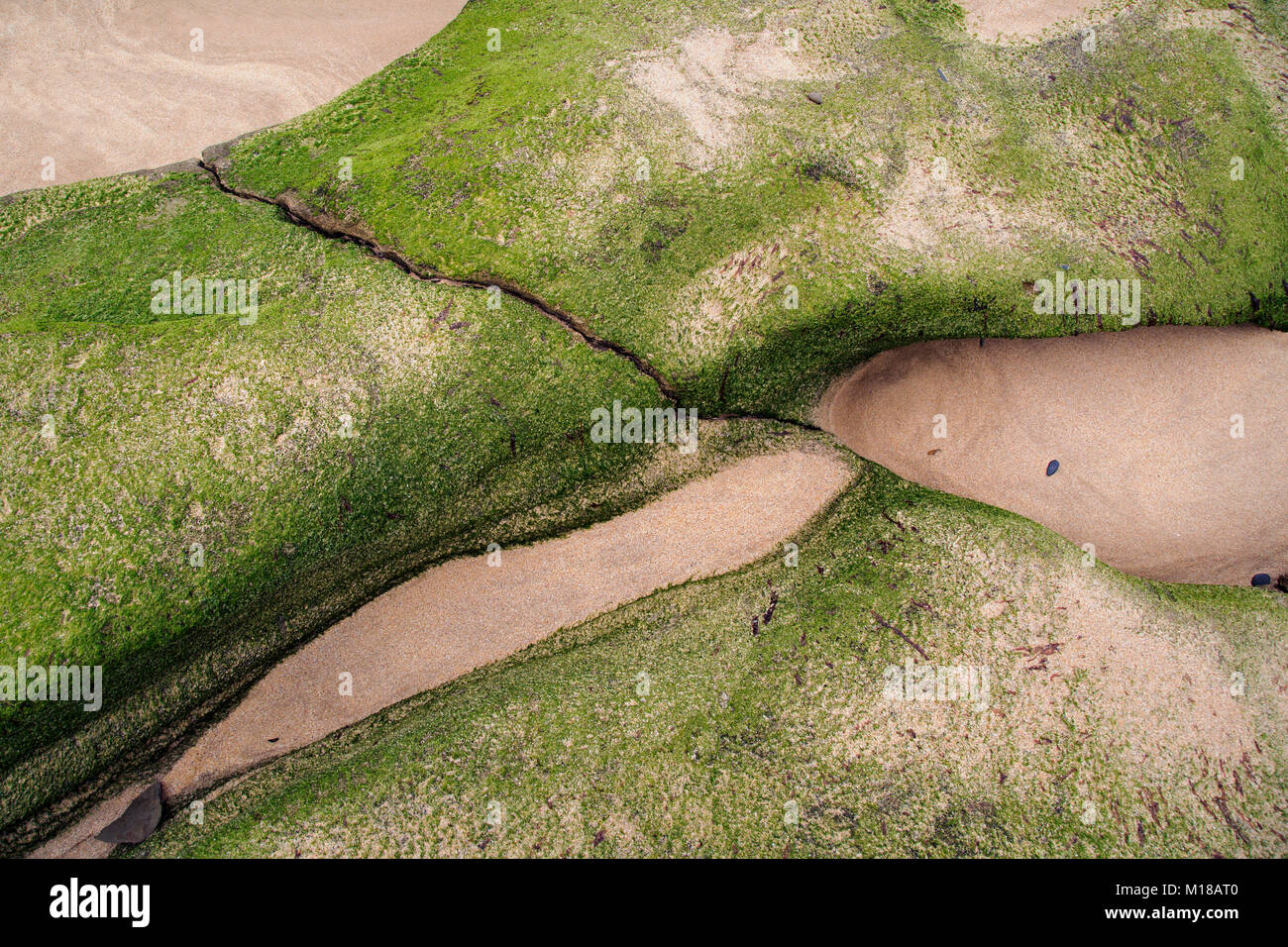 Smooth rock formation at sandy Cornish beach covered with green lichens ...