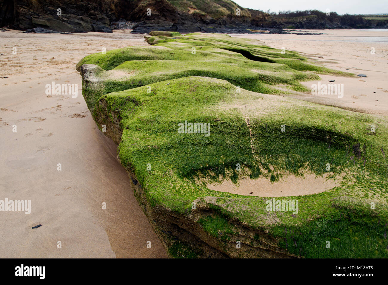 Smooth rock formation at sandy Cornish beach covered with green lichens ...